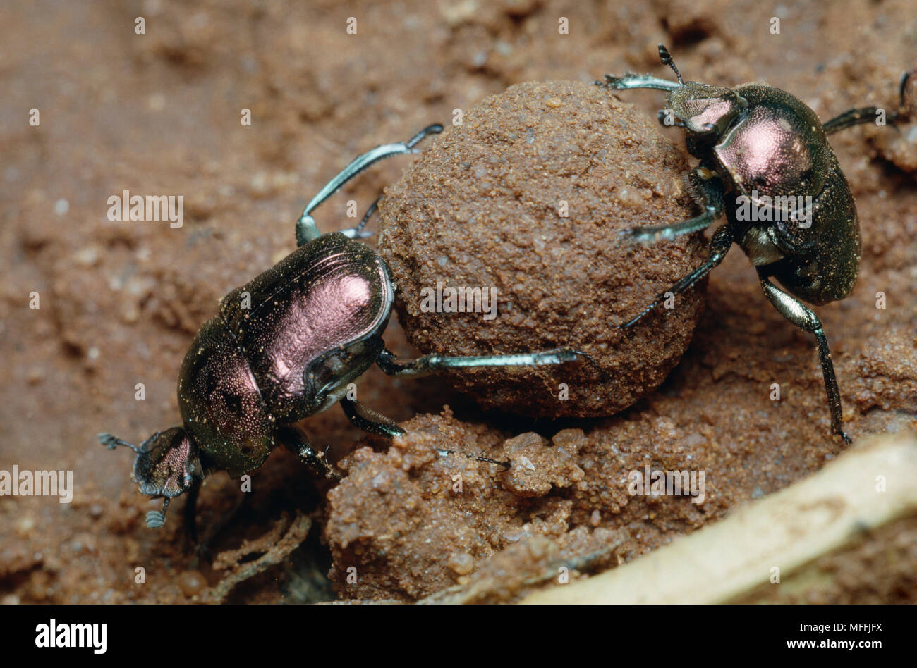 DUNG BEETLE or SCARAB BEETLE pair rolling ball of dung to bury with ...