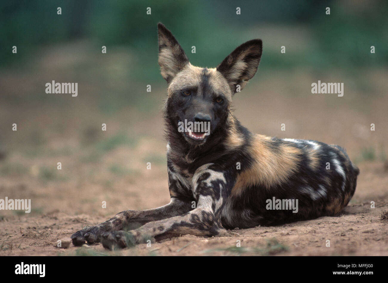 AFRICAN WILD or CAPE HUNTING DOG Lycaon pictus Hwange National Park ...