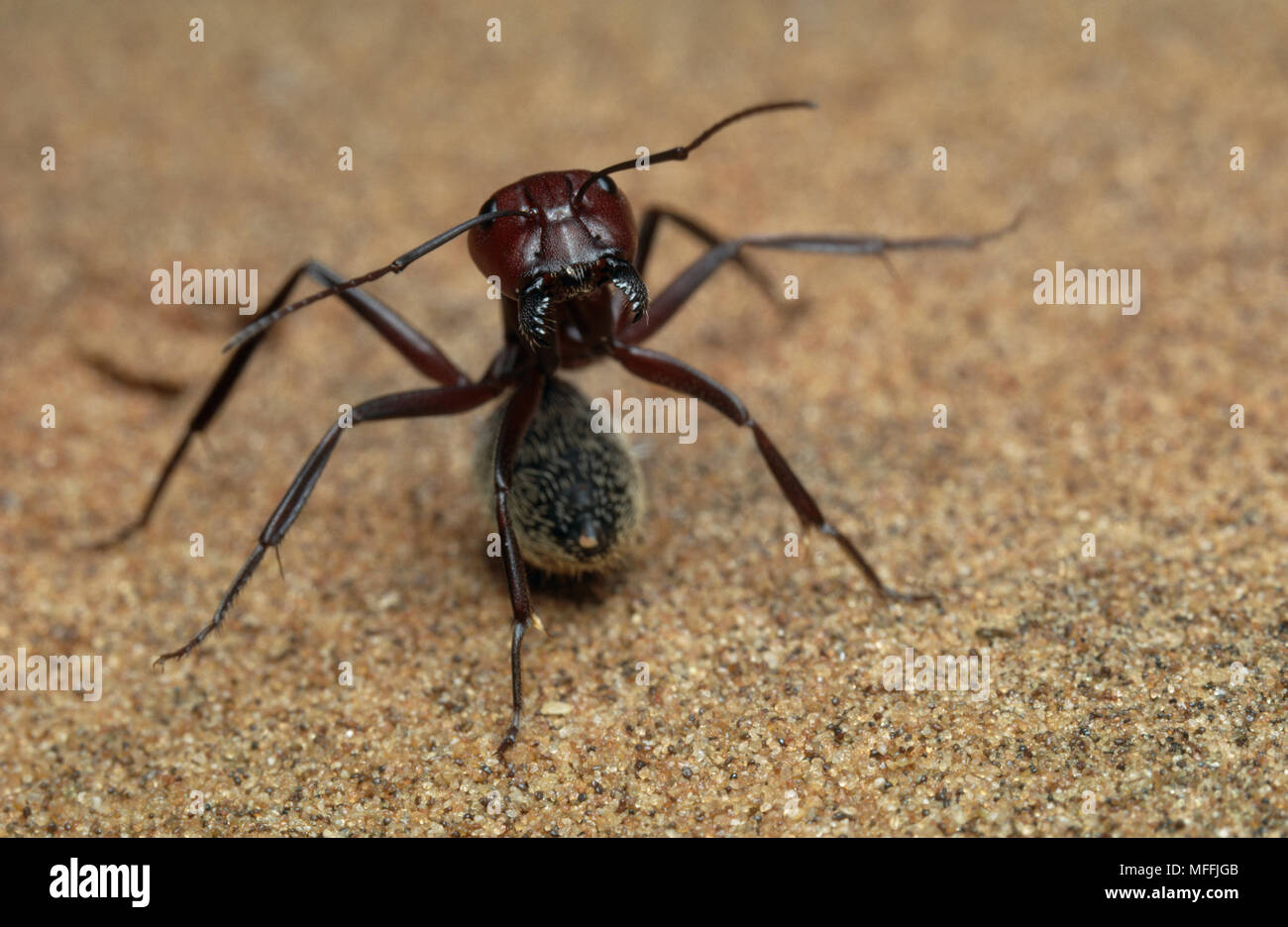 Ants formic acid hi-res stock photography and images - Alamy