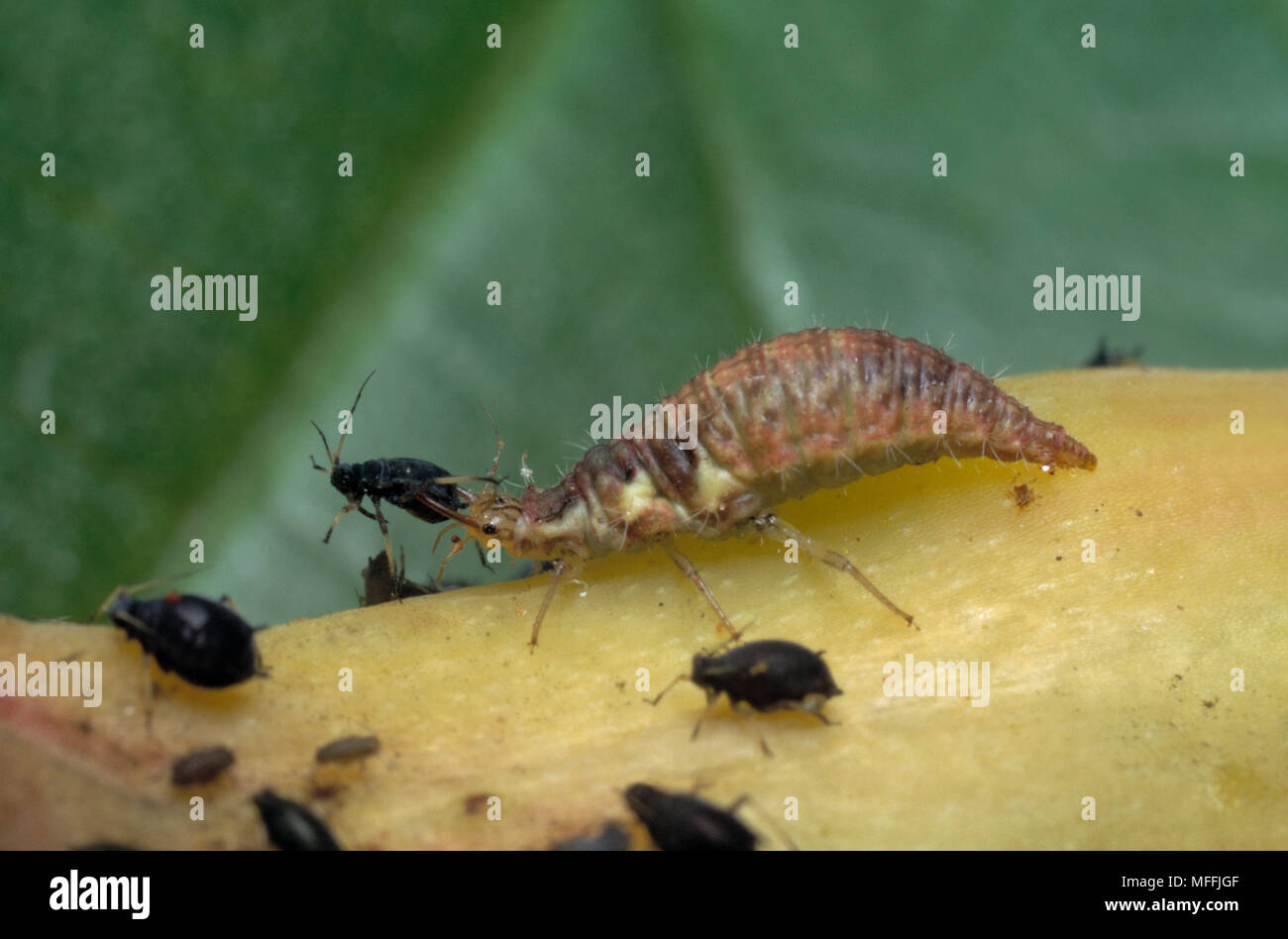 LACEWING larva Chrysopa sp. eating aphids. South Africa Stock Photo - Alamy