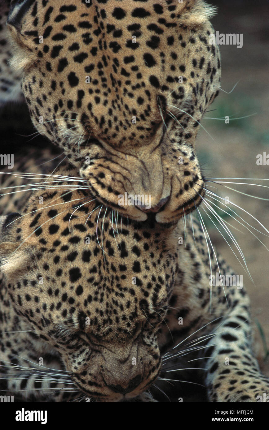 African leopard mating hi-res stock photography and images - Alamy