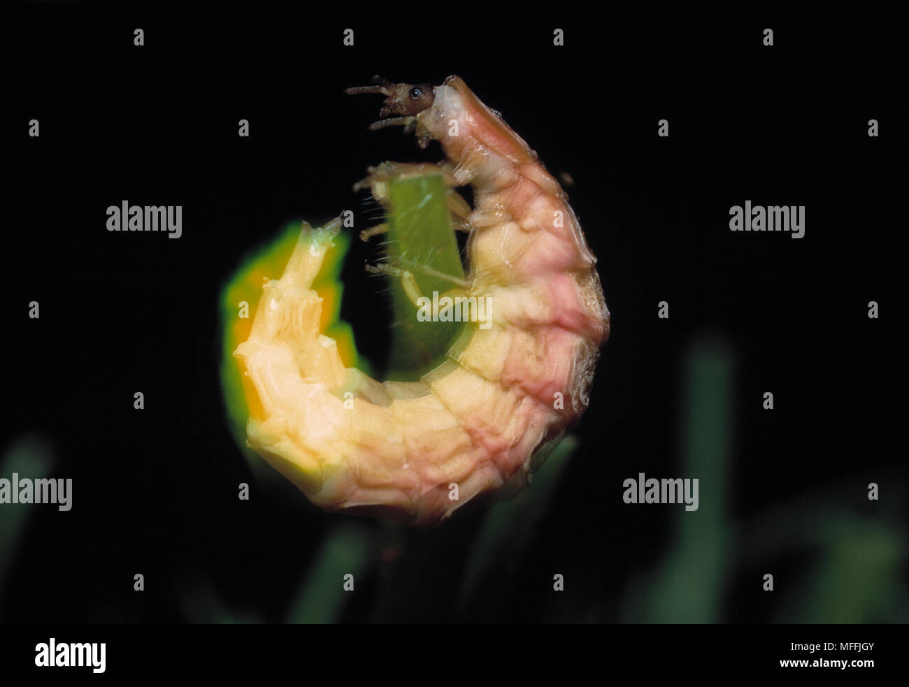 Glowworms hi-res stock photography and images - Alamy