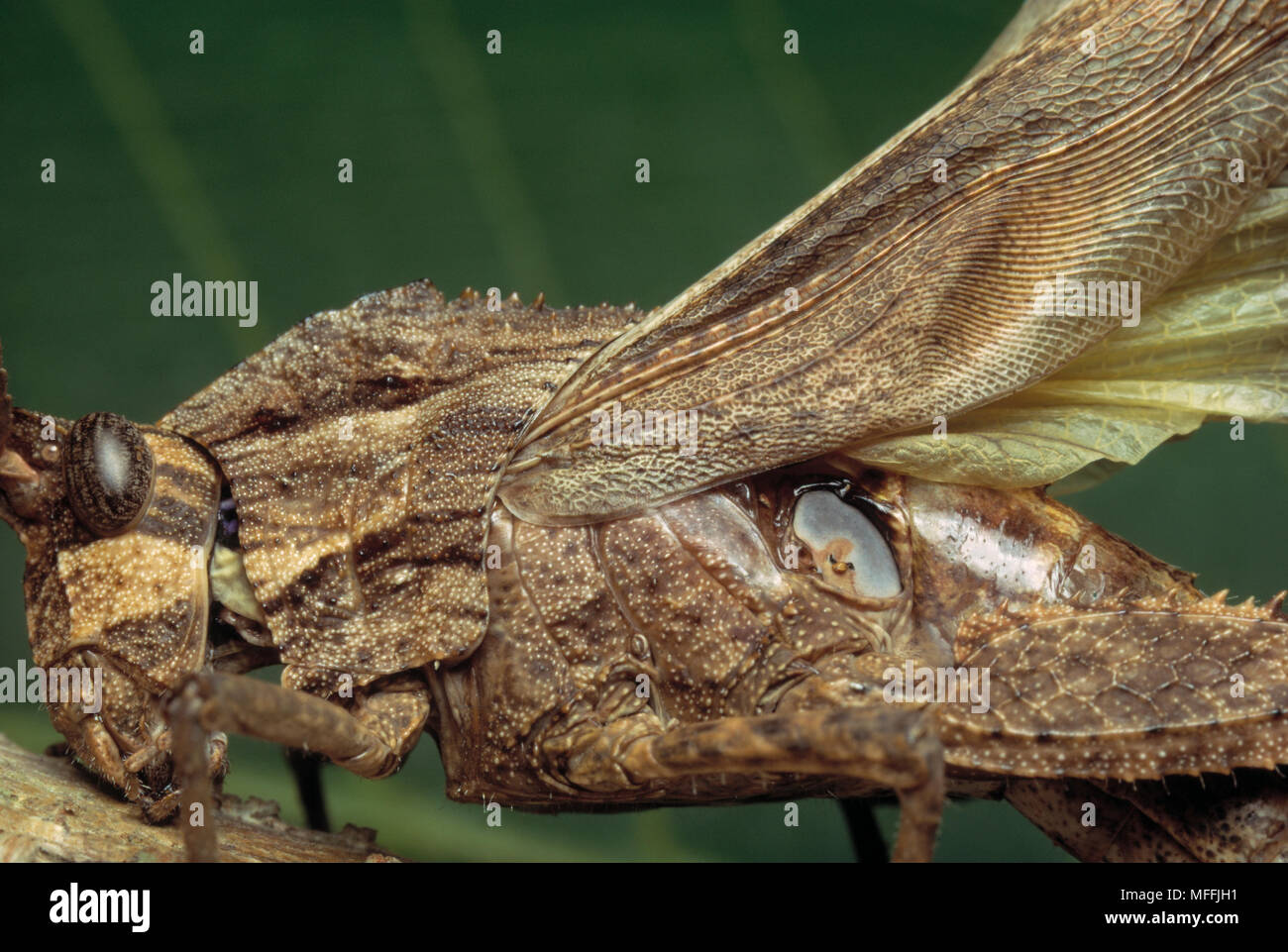 TOAD GRASSHOPPER showing tympanum (pale ellipse), Transvaal, South ...