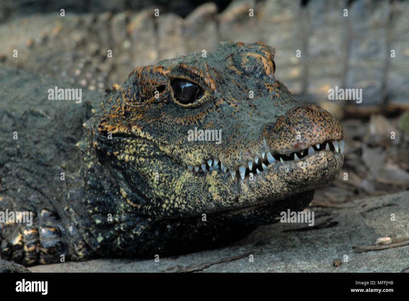 WEST AFRICAN DWARF CROCODILE Osteolaemus tetraspis tertraspis Niger ...