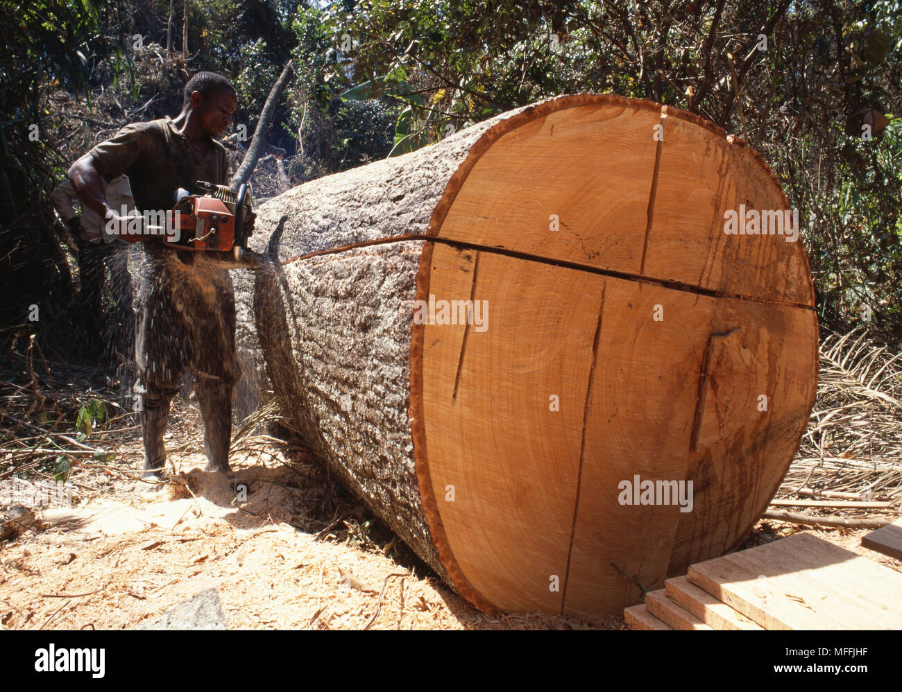 KAPOK TREE felled from rainforest Bombax costatum being sawn into ...