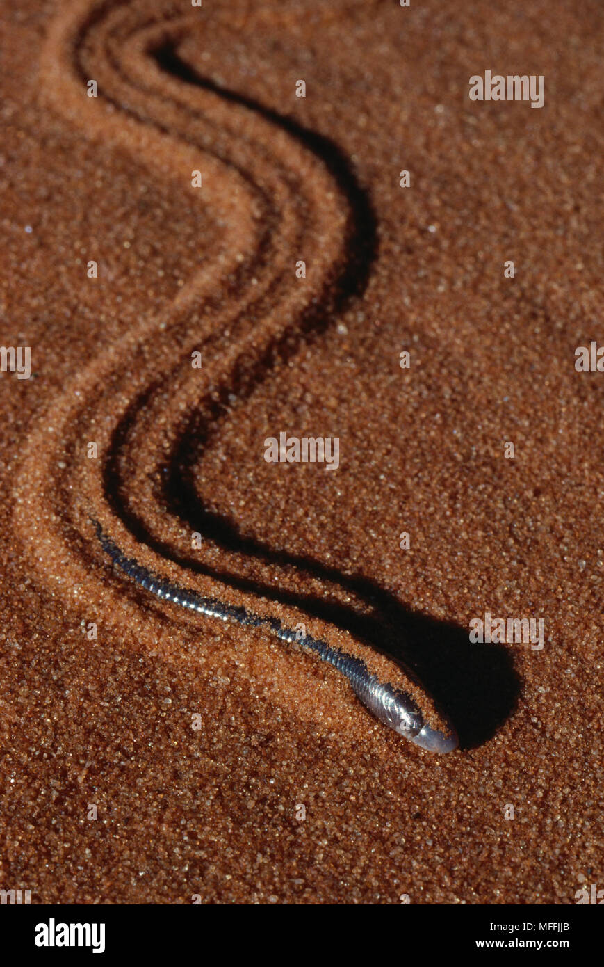 ROUX'S BLIND DART SKINK Typhlacontias gracilis Legless burrowing lizard ...