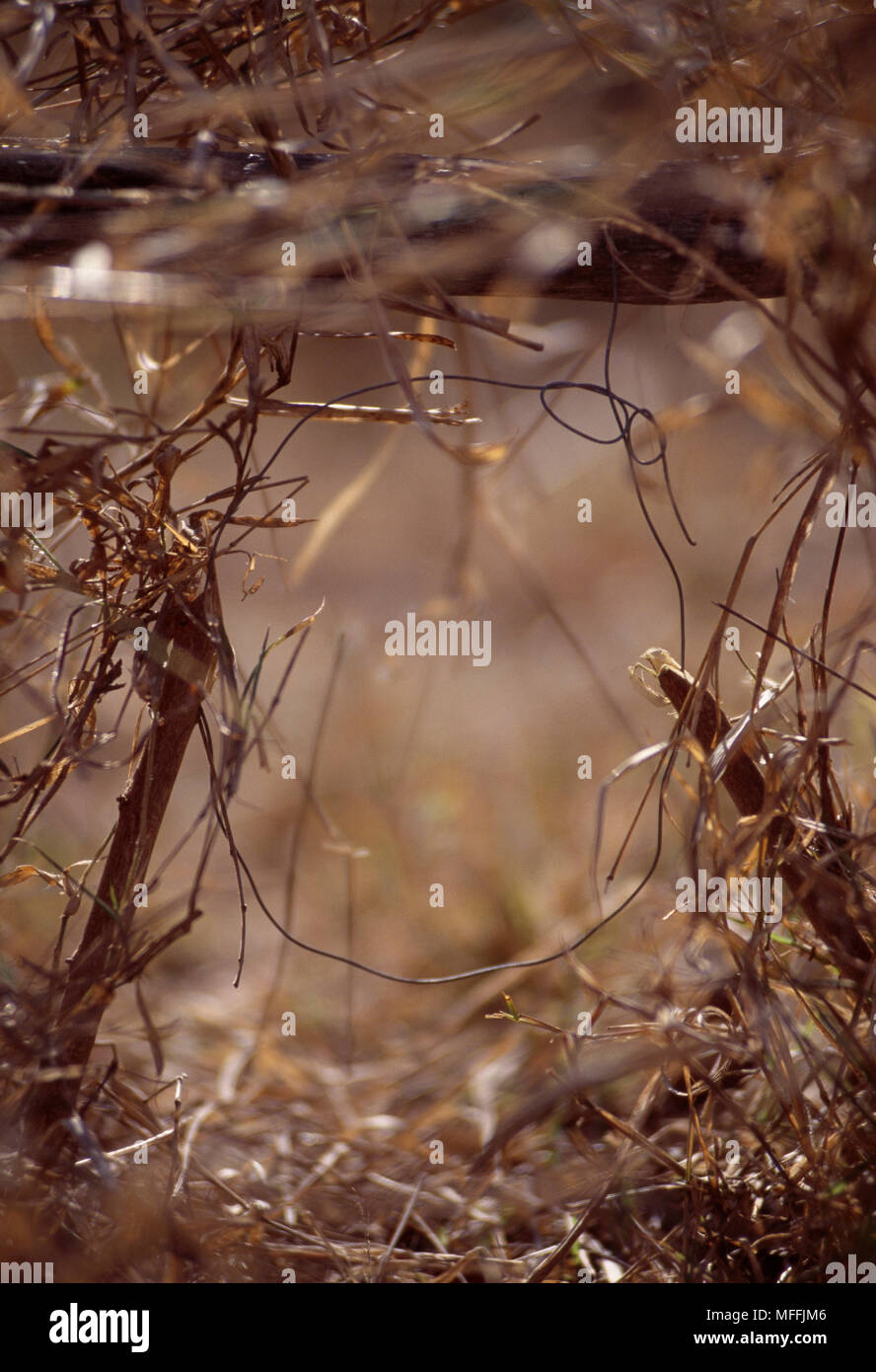 STEEL WIRE SNARES set by poachers. Kruger National Park, South Africa ...
