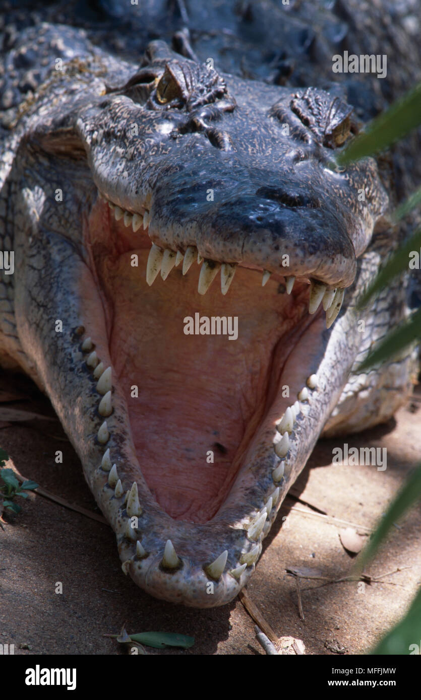 Saltwater crocodile gaping australia hi-res stock photography and ...