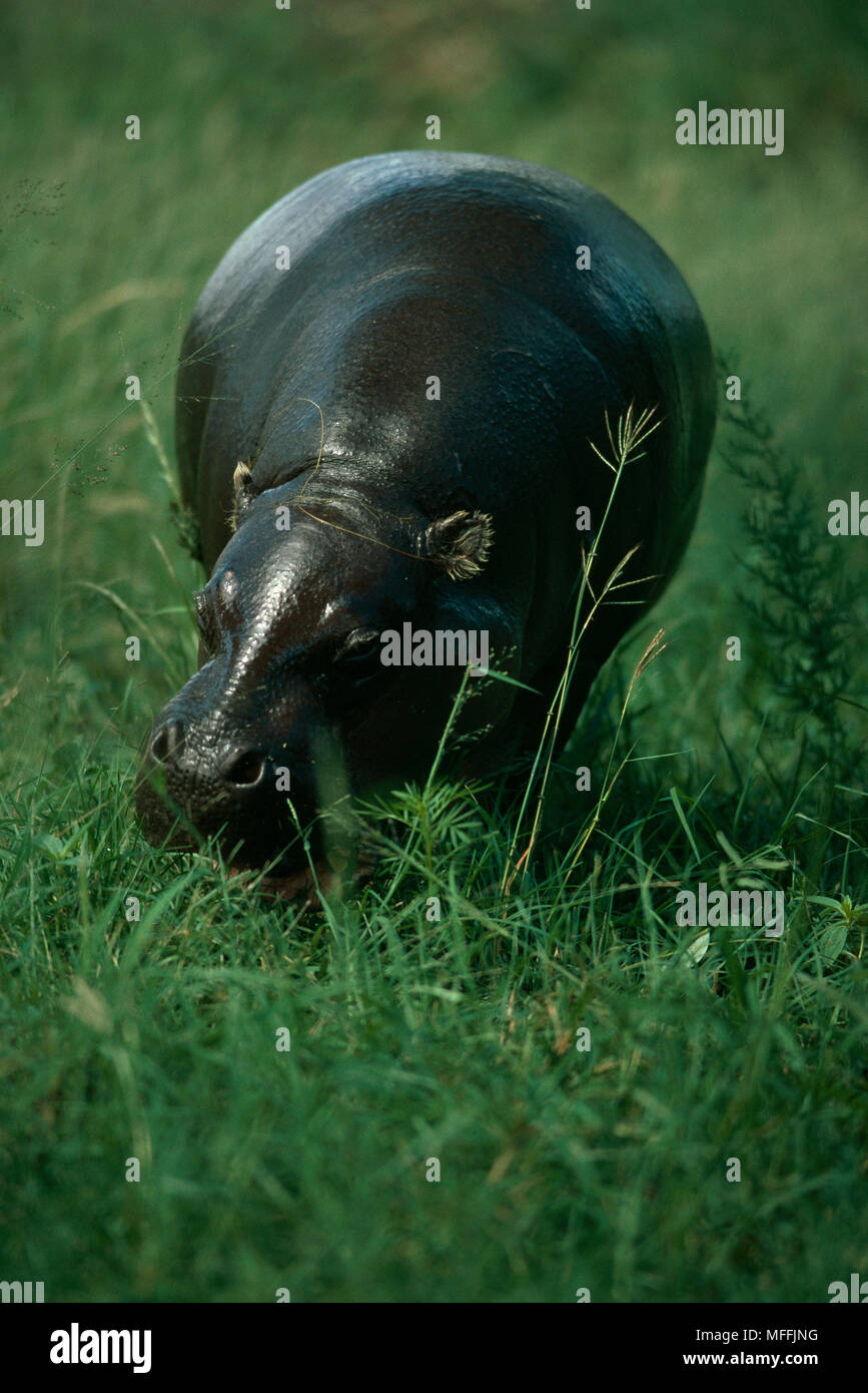 PYGMY HIPPO Choeropsis liberiensis Western Africa Stock Photo - Alamy