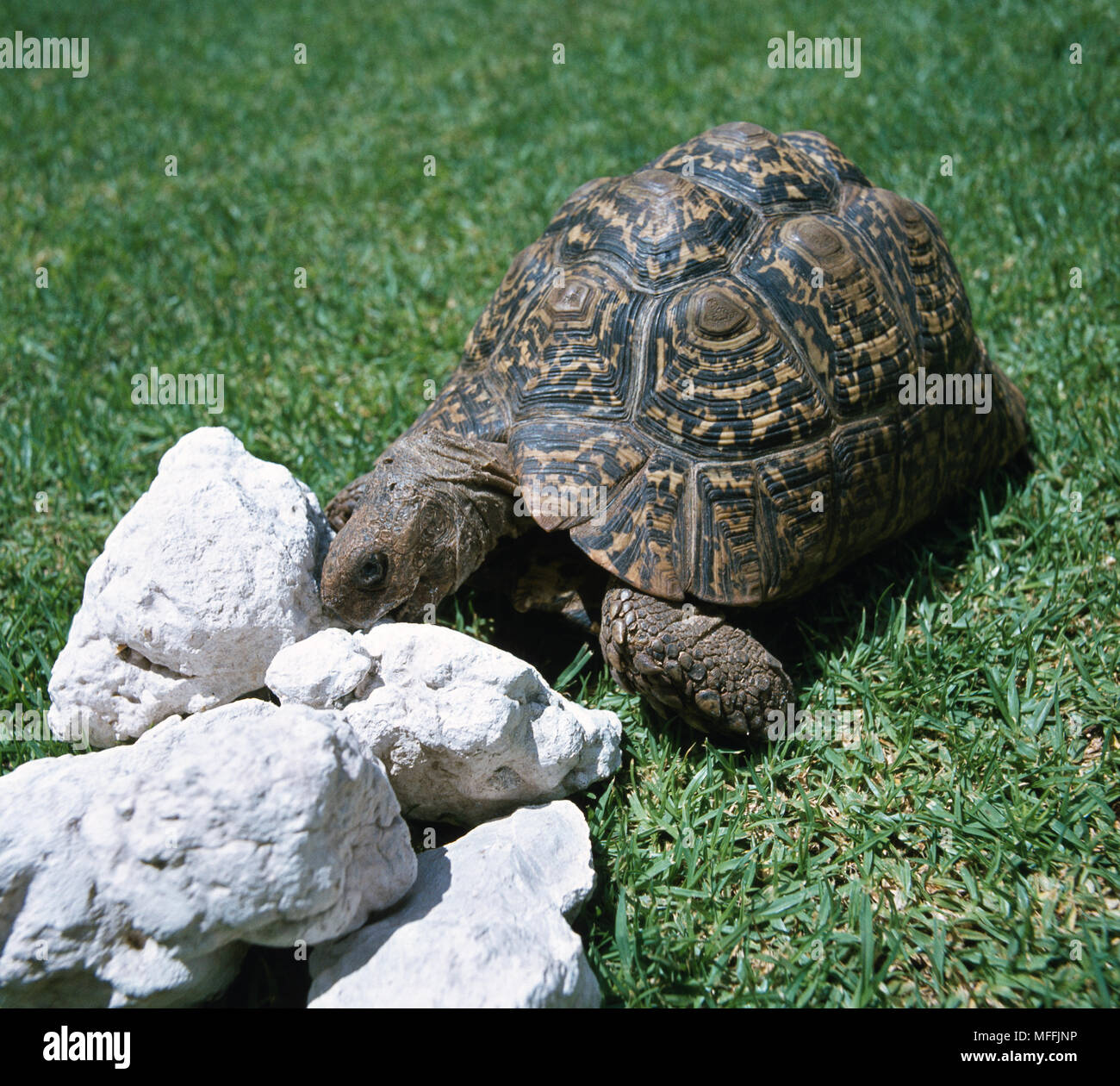 LEOPARD TORTOISE Geochelone pardalis eating limestone to obtain ...