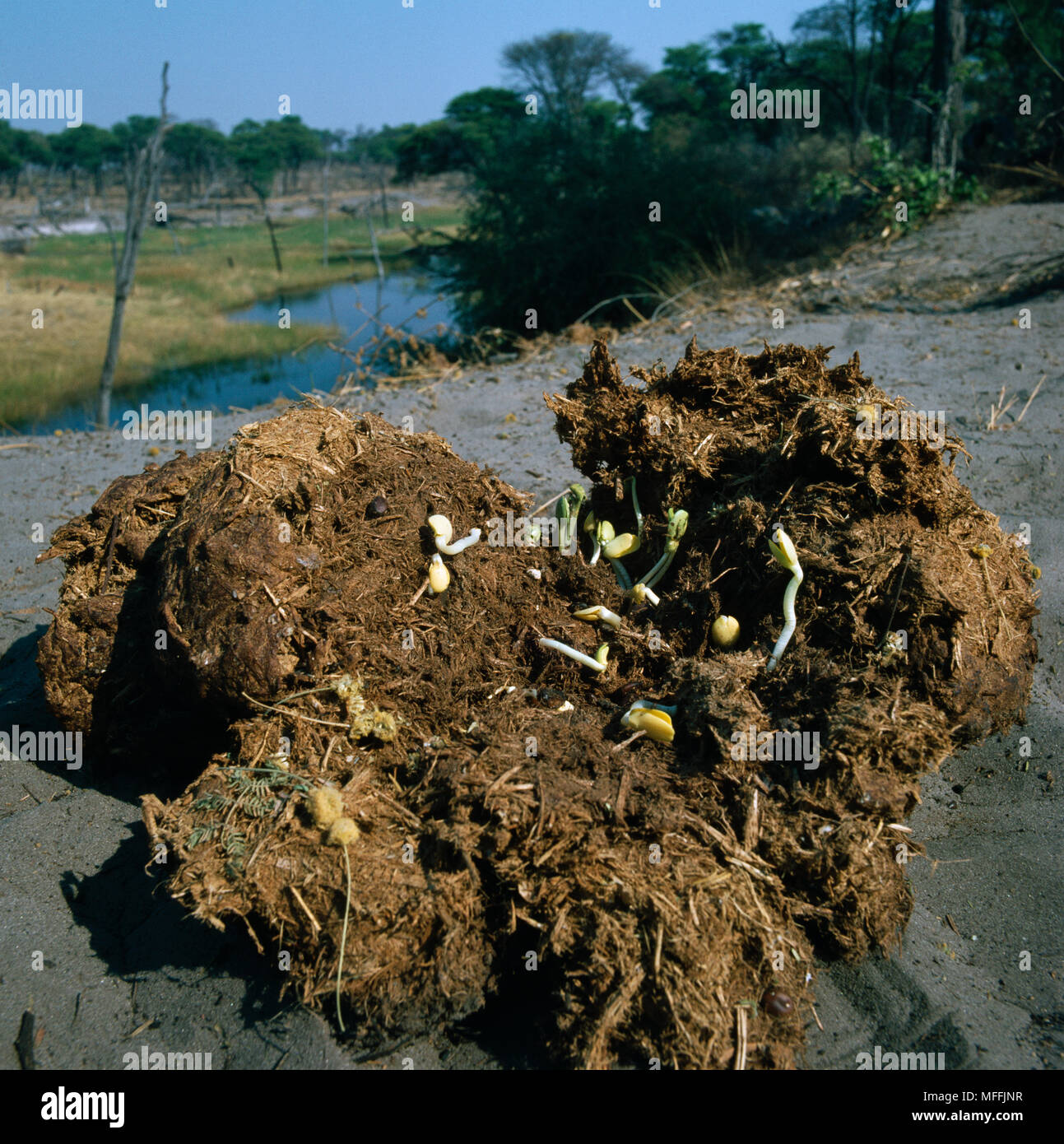 AFRICAN ELEPHANT dung with germinating Acacia seedlings (seeds eaten by ...