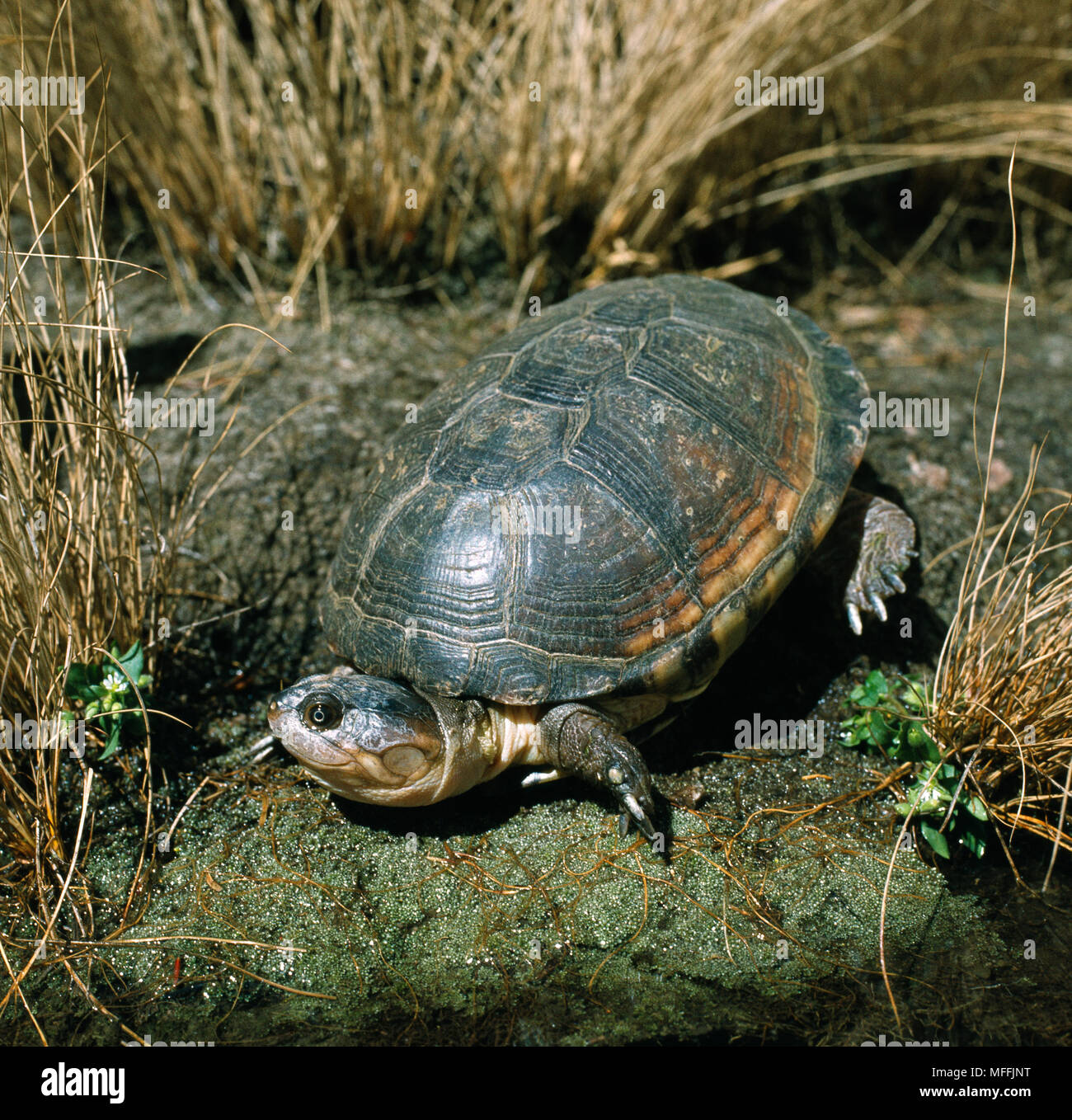 EAST AFRICAN BLACK MUD TURTLE or HINGED TERRAPIN Pelusios subniger ...