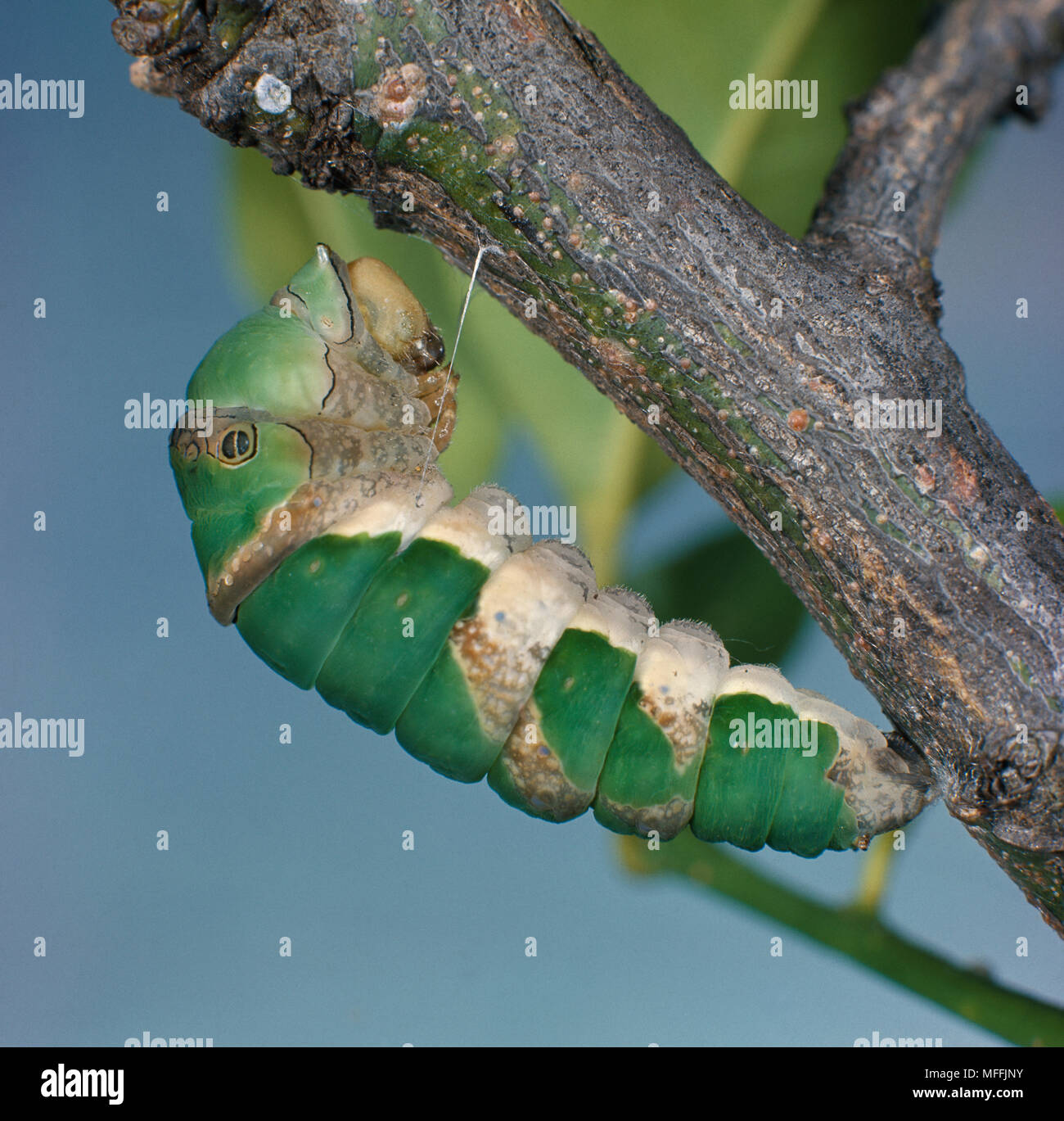 Tba005778a hi-res stock photography and images - Alamy