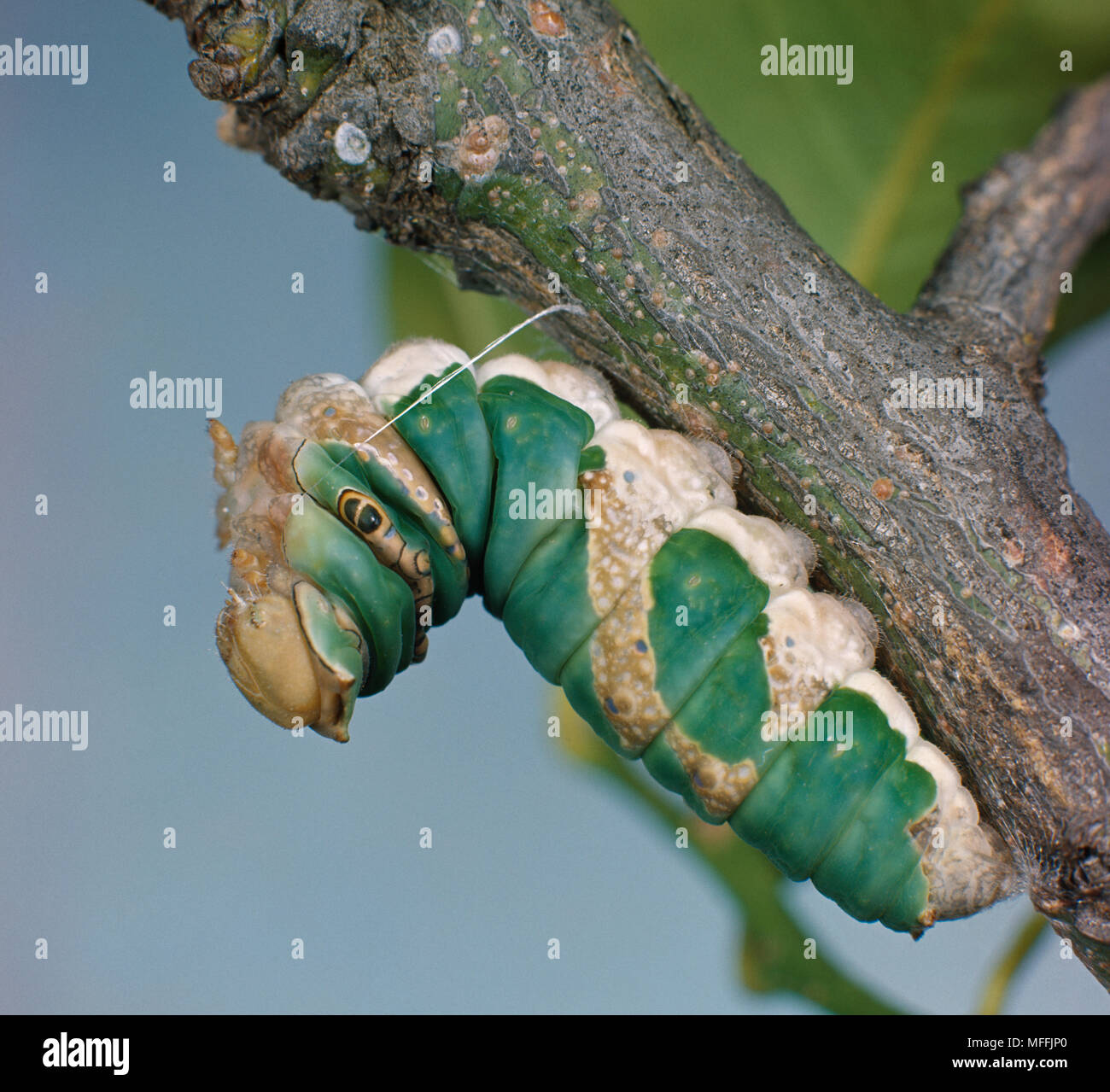 CITRUS SWALLOWTAIL BUTTERFLY Papilio demodocus larva about to pupate ...