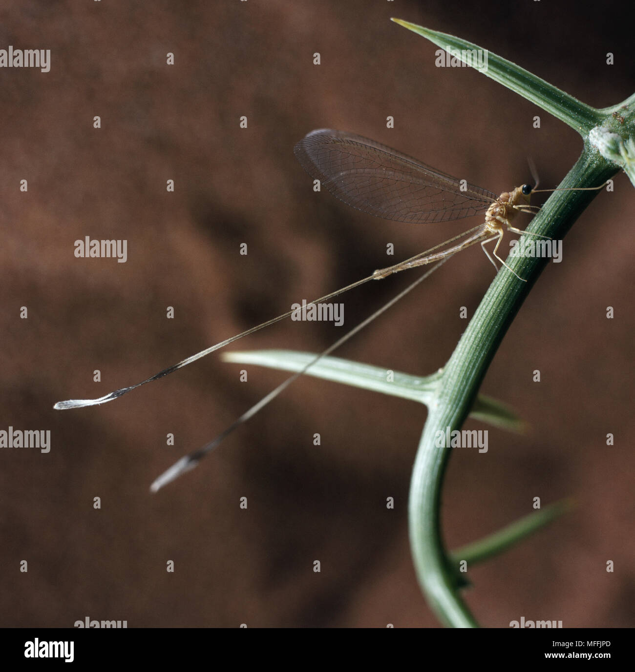 PENNANT-WINGED LACEWING Nemopterella sp. (35 mm long overall Stock ...