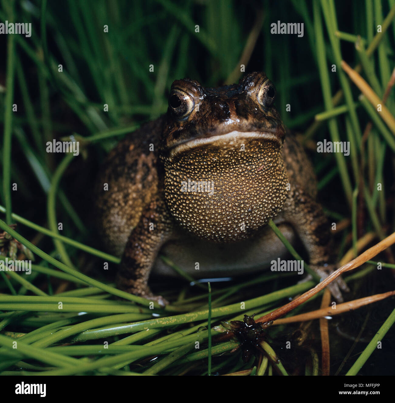 SQUARE-MARKED TOAD male calling Bufo regularis Okavango Delta, Botswana ...