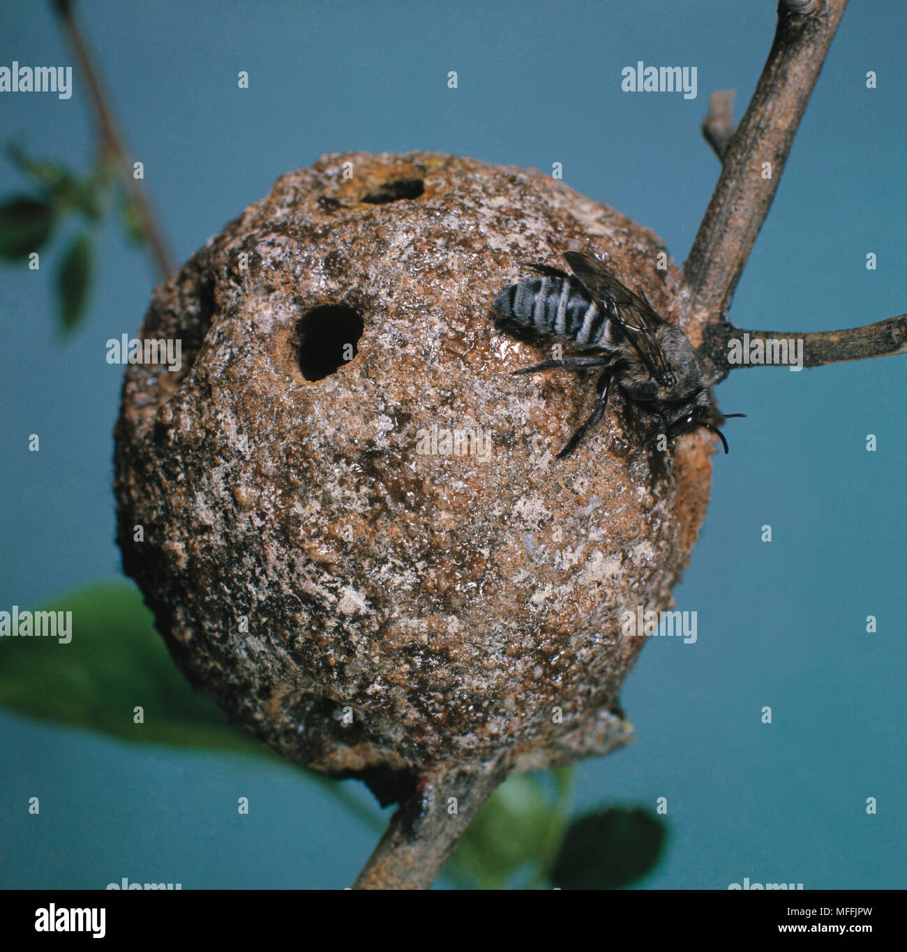 Resin bee nest hi-res stock photography and images - Alamy