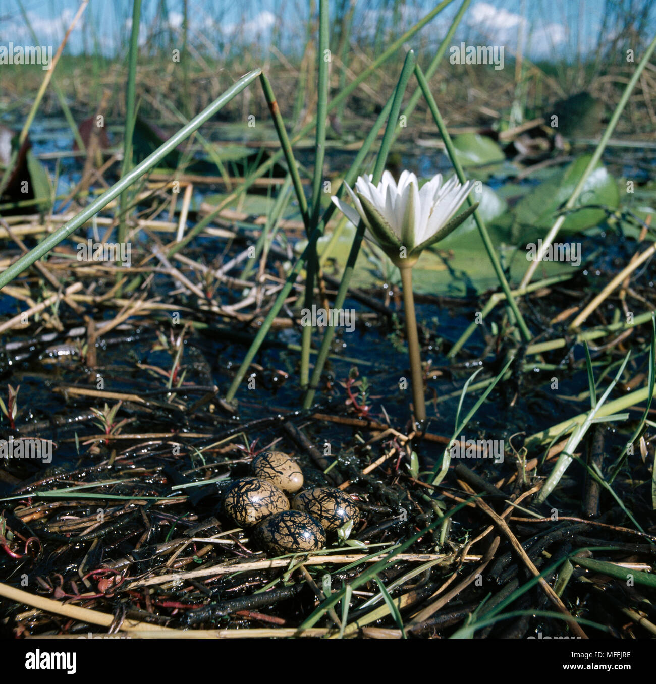 Jacanas nests hi-res stock photography and images - Alamy