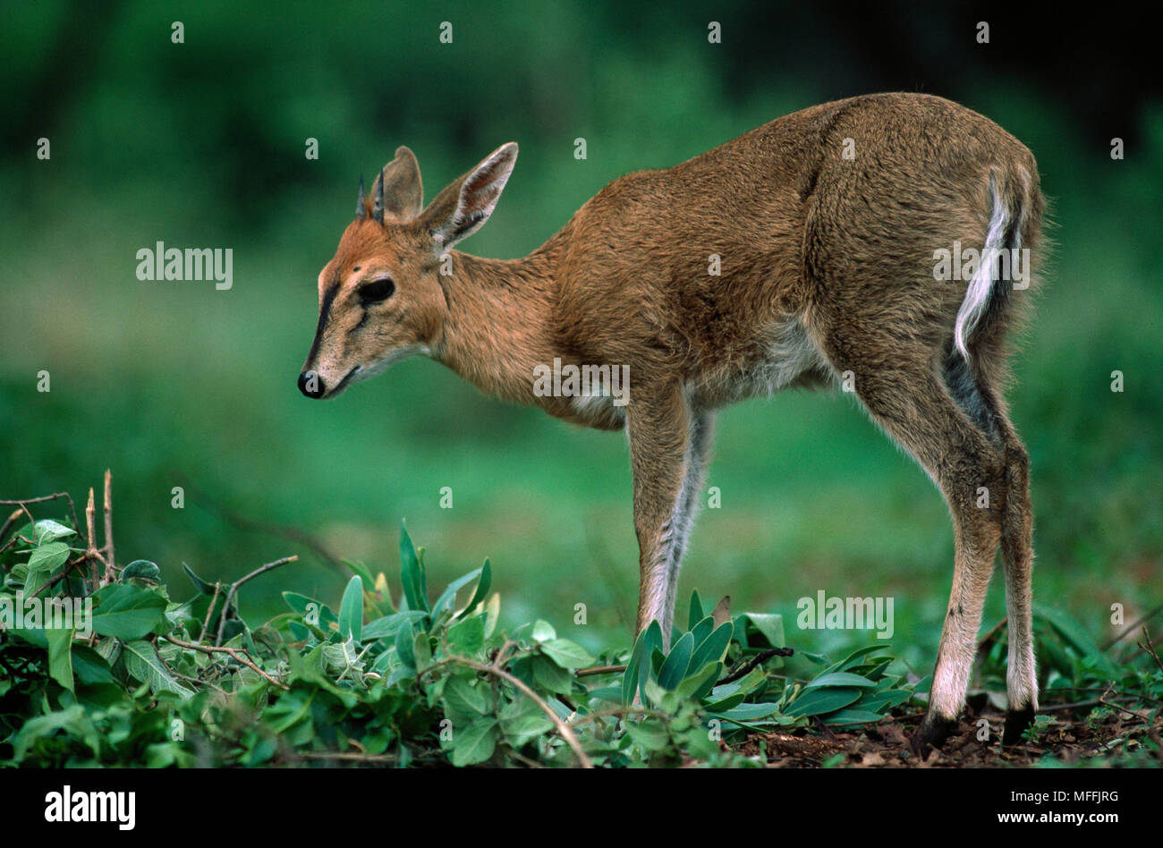 COMMON DUIKER Sylvicapra grimmia Hwange Natl Park, Zimbabwe Stock Photo ...