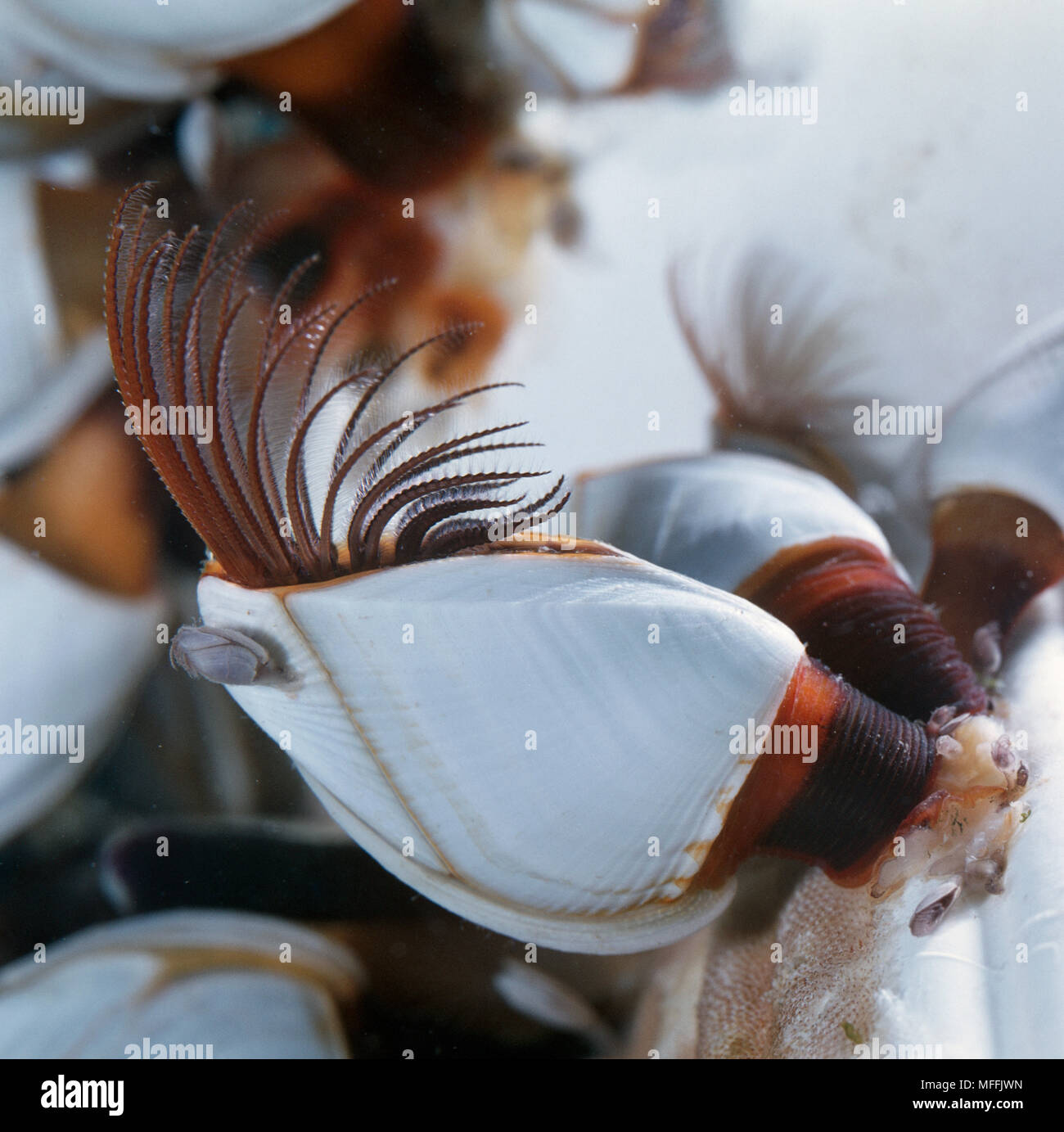 GOOSE BARNACLE Lepas sp. with tentacles extended to feed Stock Photo ...