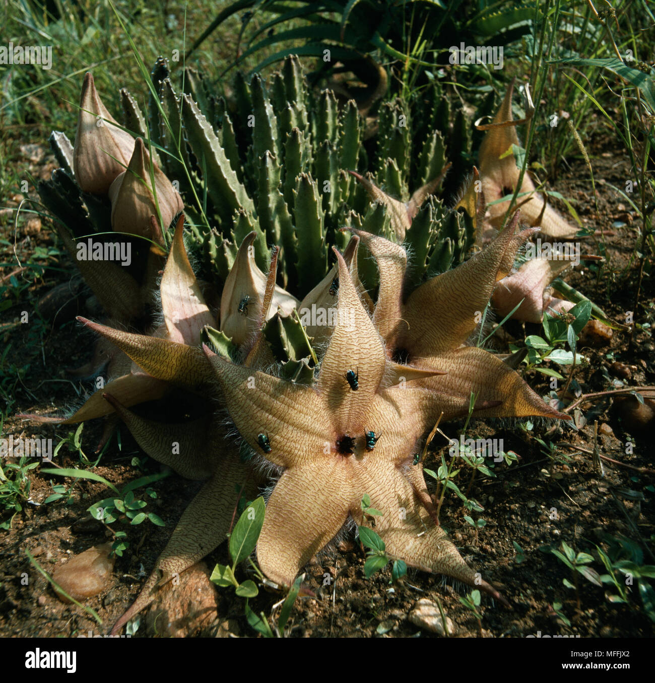 Carrion plant hi-res stock photography and images - Alamy