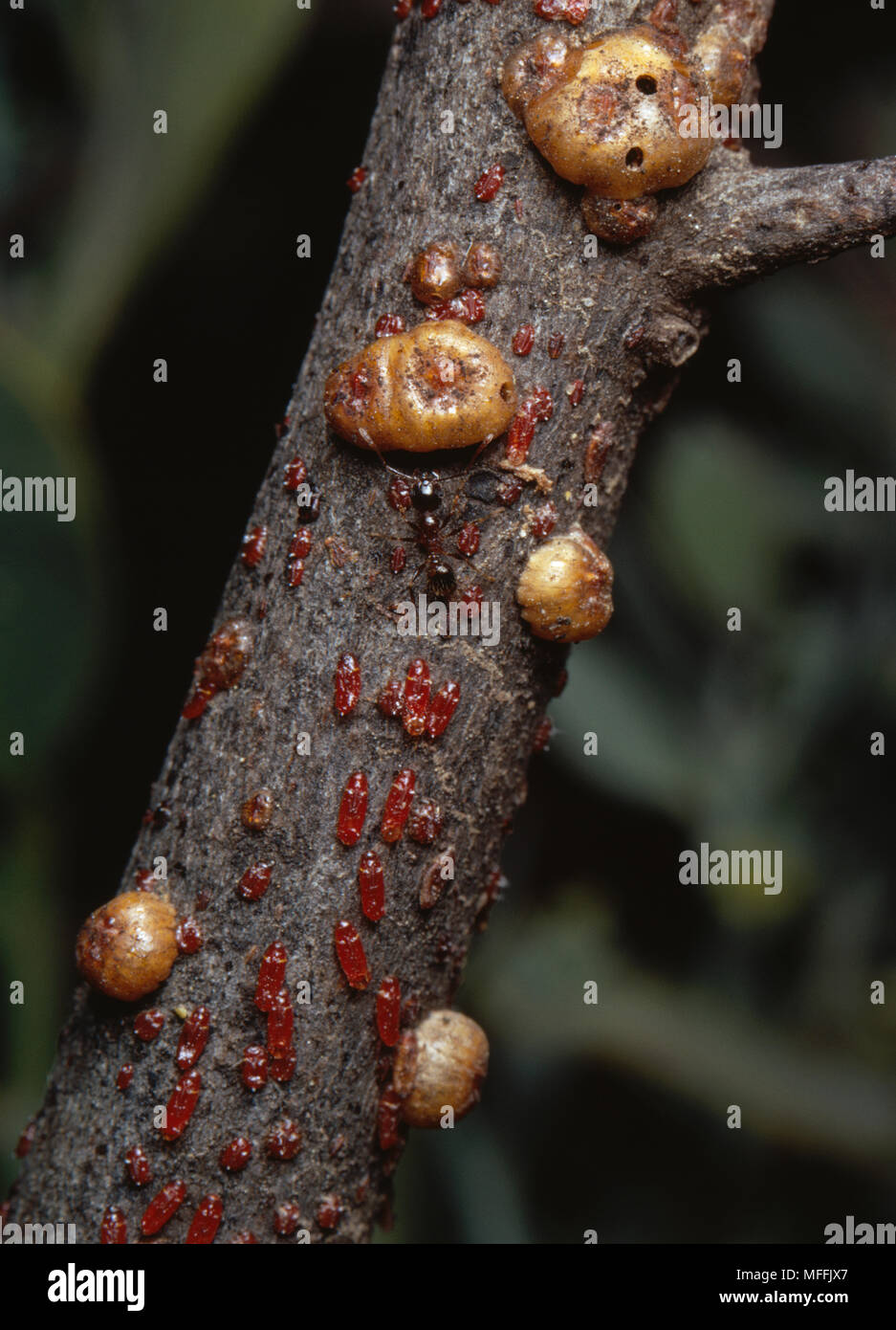 SCALE INSECTS on branch tended by ant for release of honeydew. Holes in ...