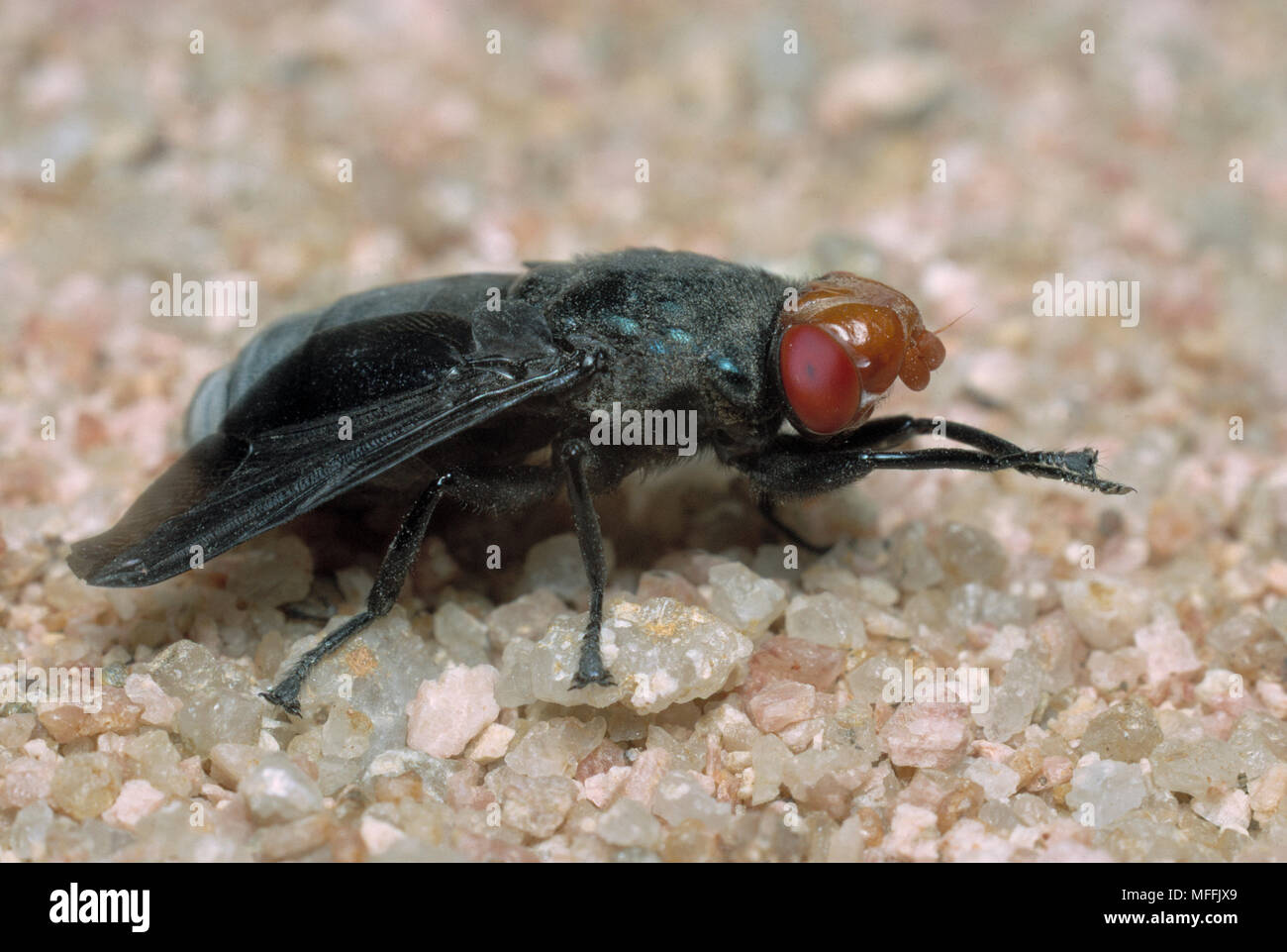 BOTFLY Adult from larva taken from pharynx of African Elephant Stock ...