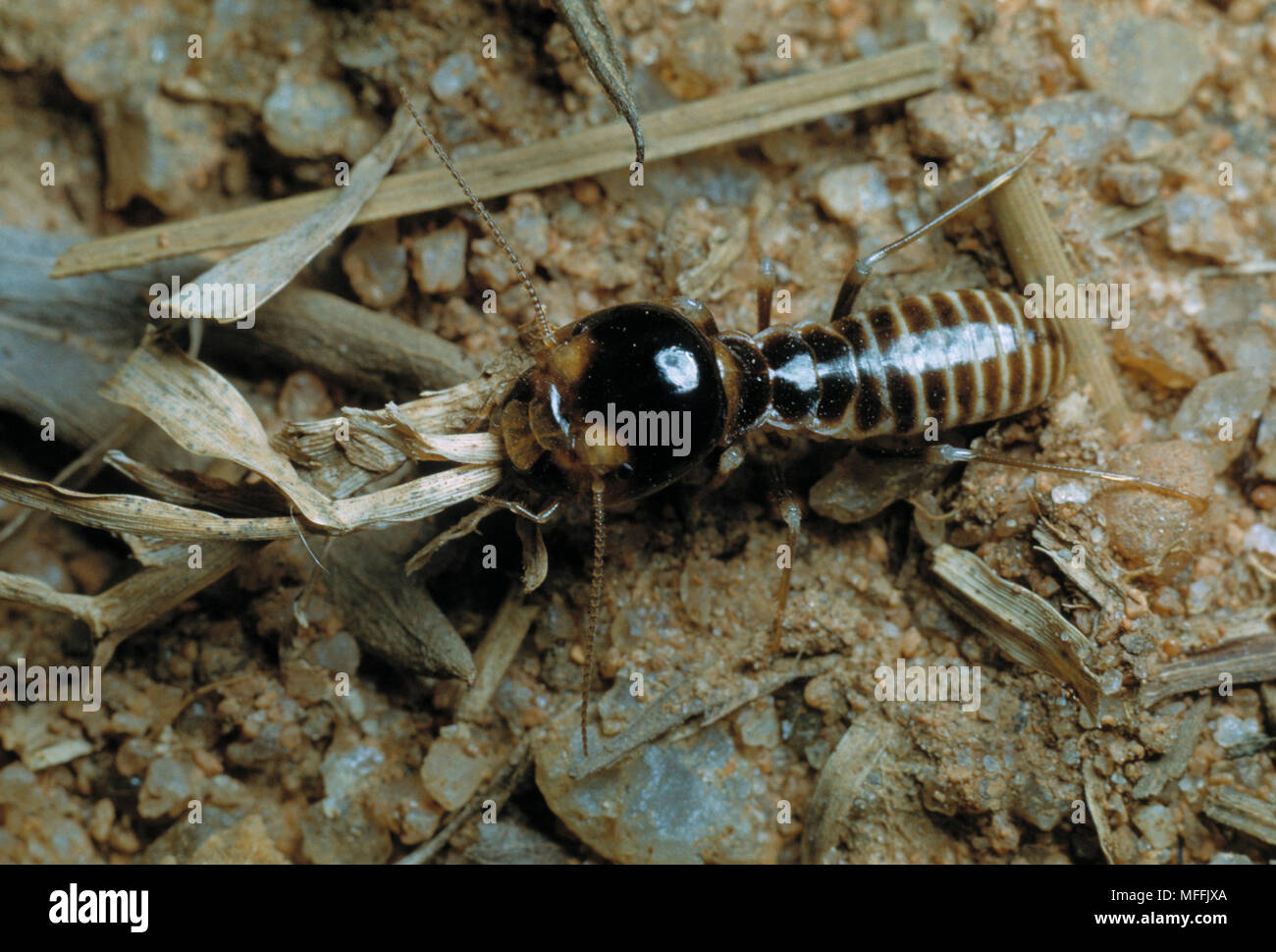 Harvester termite hi-res stock photography and images - Alamy
