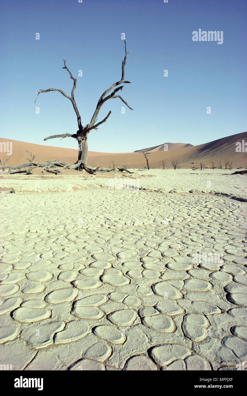 CRACKED PAN DURING DROUGHT Sossusvlei, Namib Desert, Namibia Stock ...