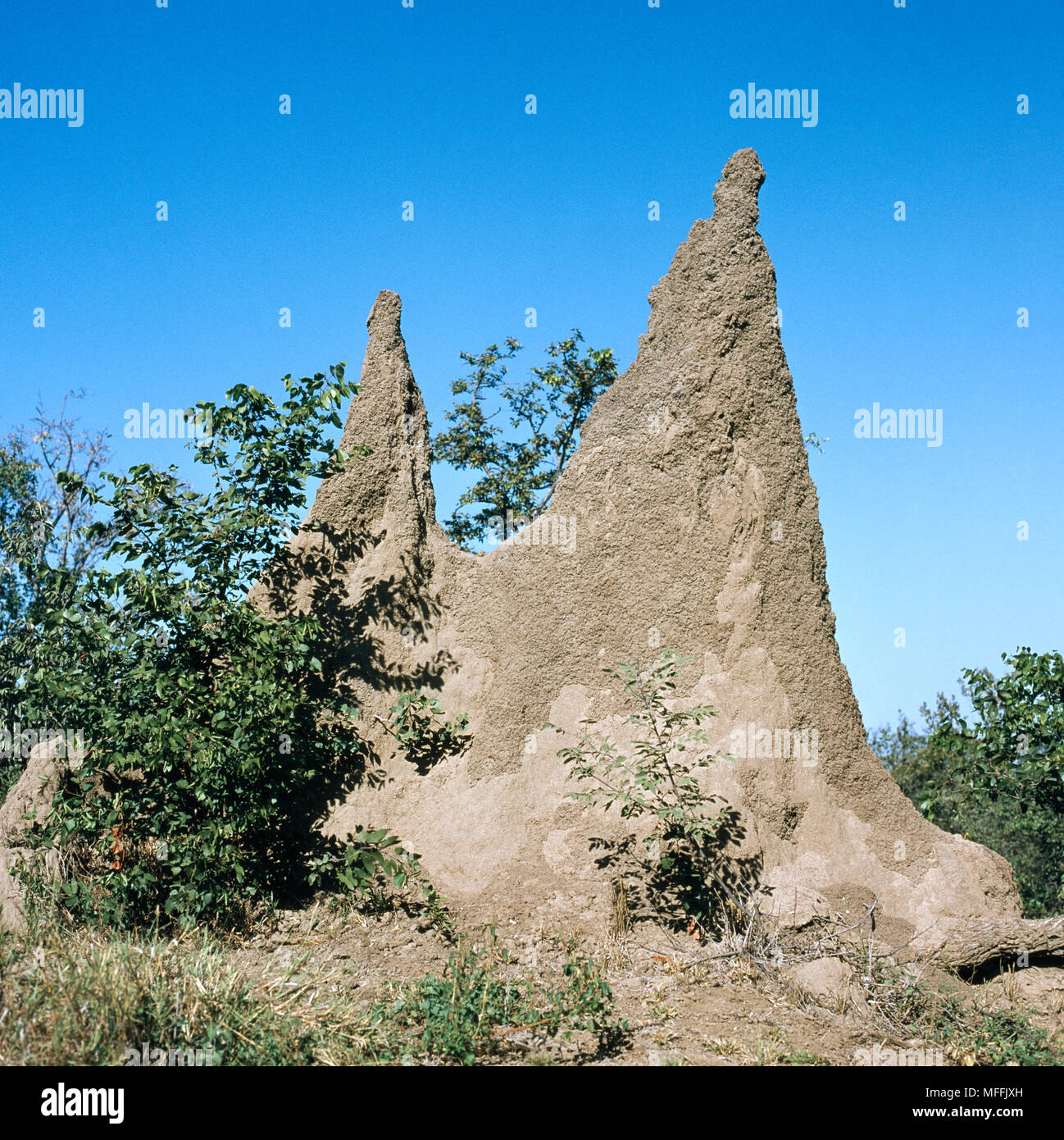 TERMITE MOUND twin-spired Macrotermes bellicosus Stock Photo - Alamy