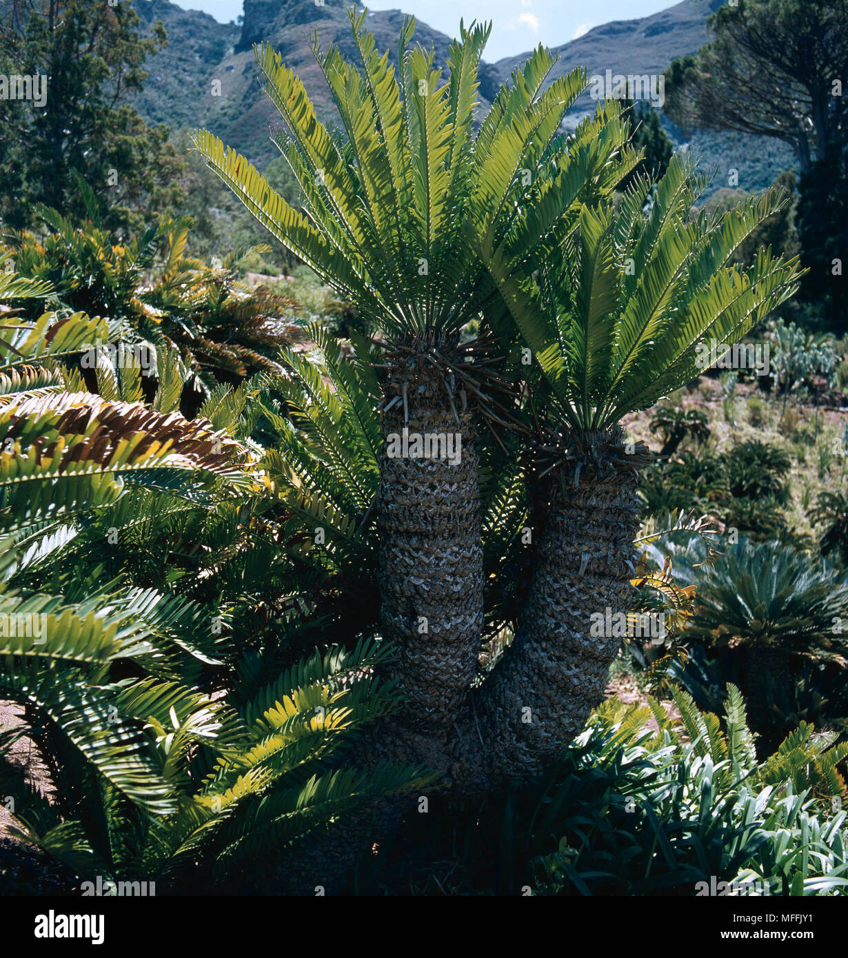 CYCADS Encephalartos sp. South Africa Stock Photo - Alamy