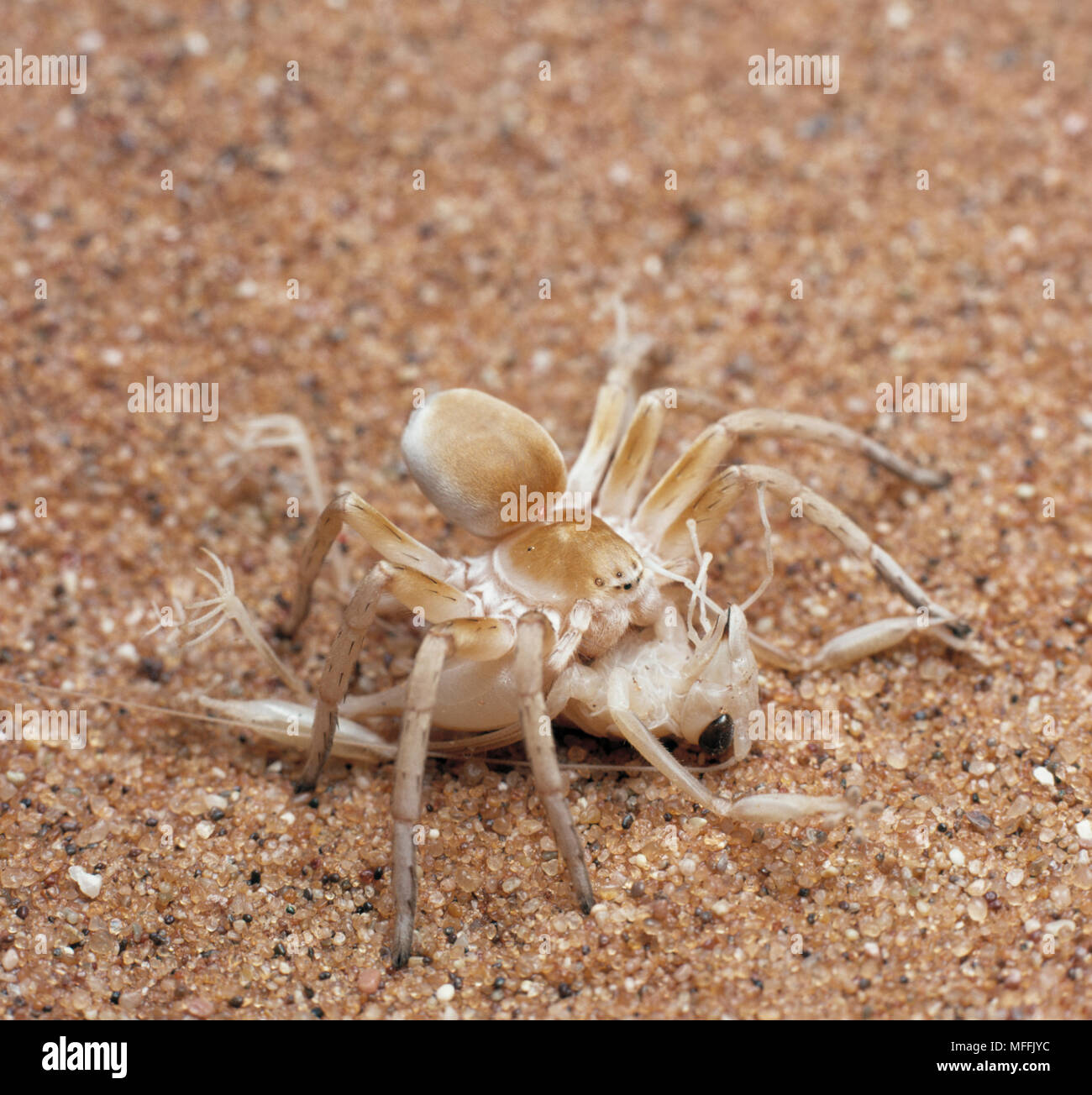 DUNE SPIDER Carparachne sp. with Dune Cricket prey Namib Desert ...