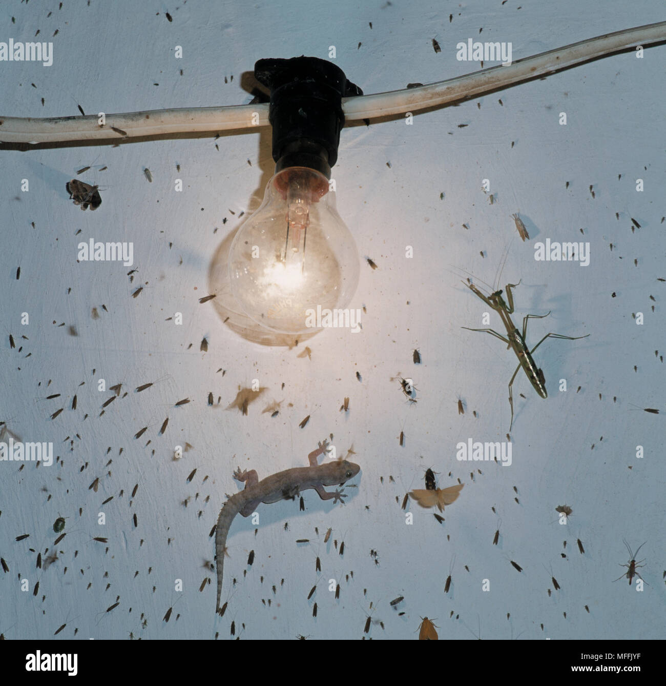 Insects attracted to light hi-res stock photography and images - Alamy