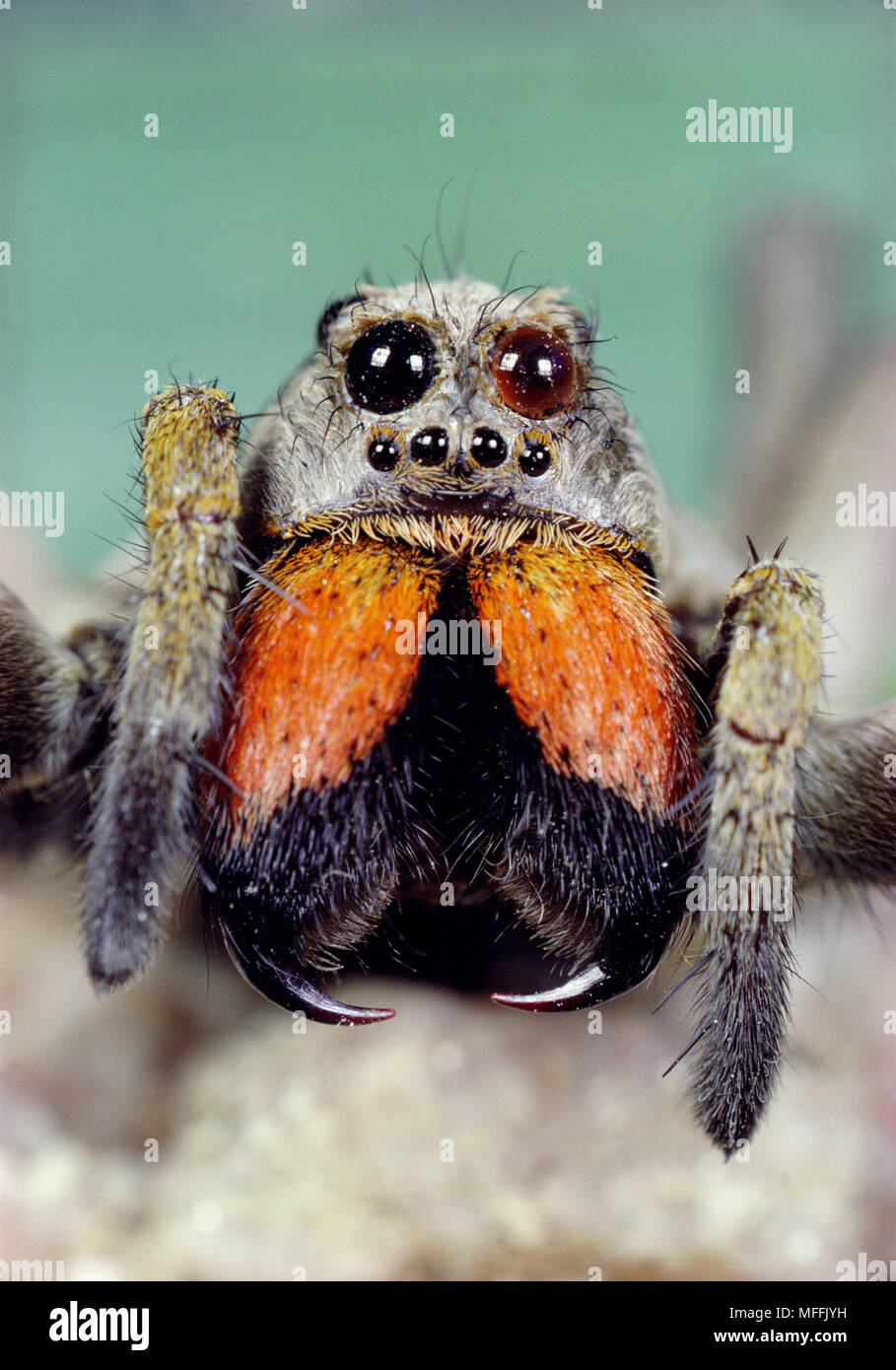 WOLF SPIDER Lycosa sp. head detail showing eyes & mouthparts Stock ...