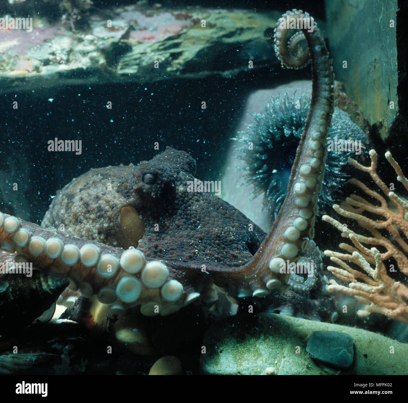 OCTOPUS Octopus granulatus South Africa Stock Photo - Alamy