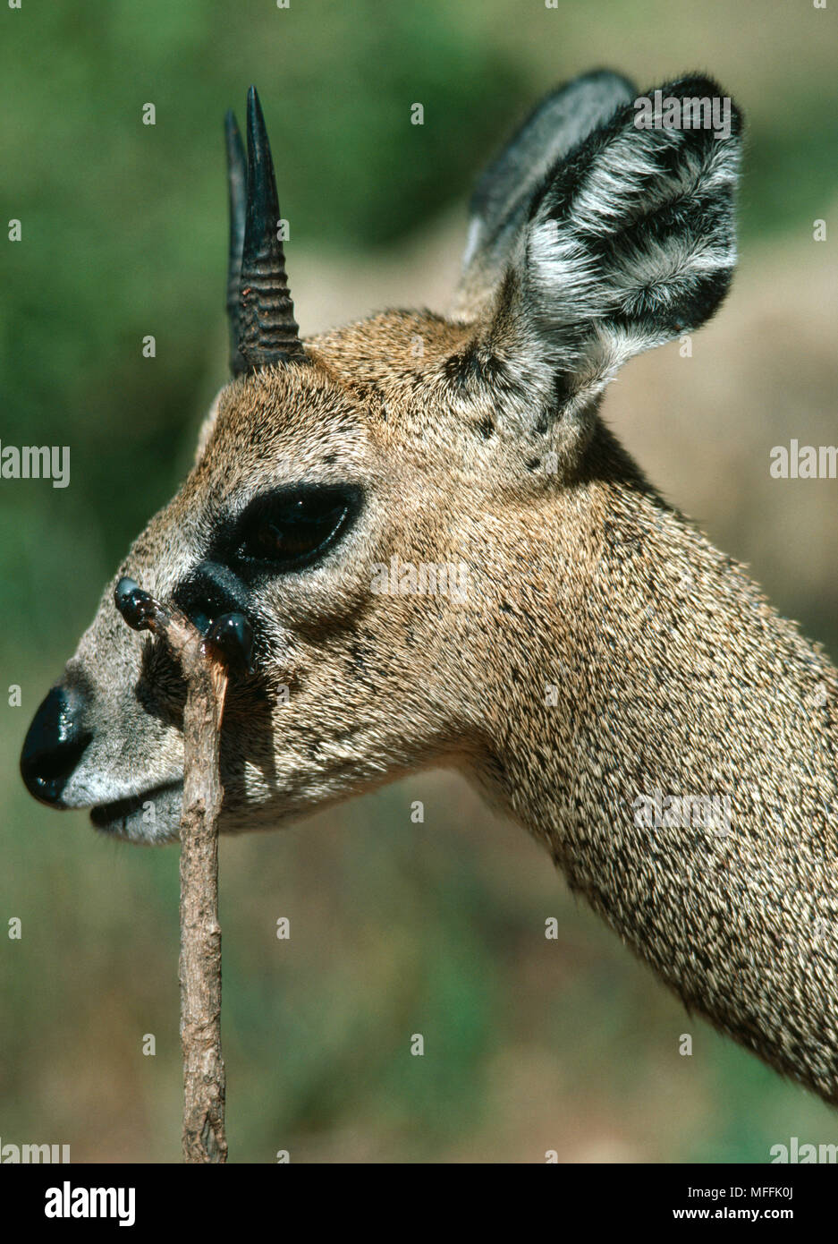 KLIPSPRINGER scent-marking Oreotragus oreotragus with orbital gland ...