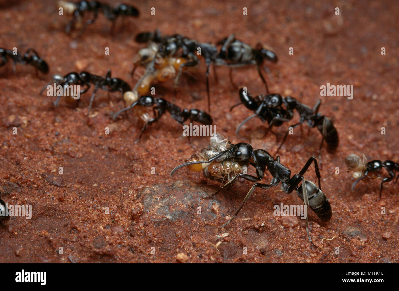 Ant matabele megaponera foetens hi-res stock photography and images - Alamy