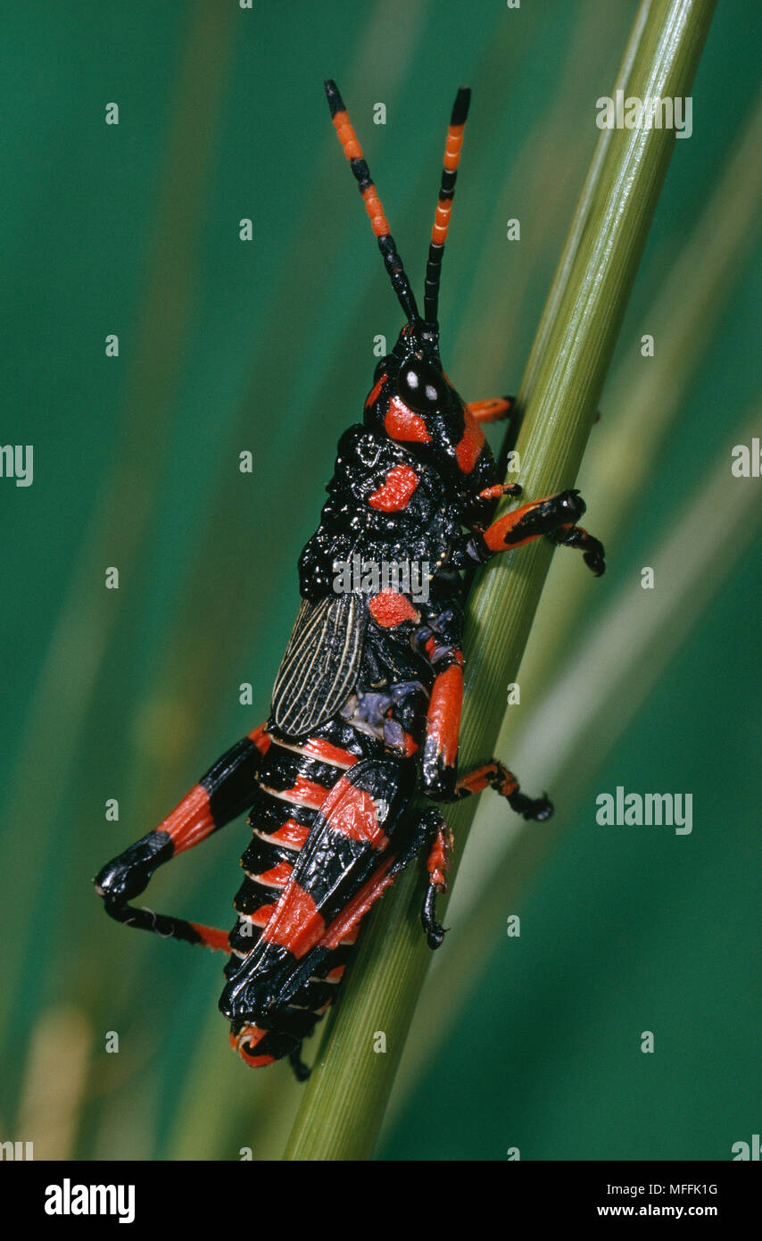 Regulosa hi-res stock photography and images - Alamy