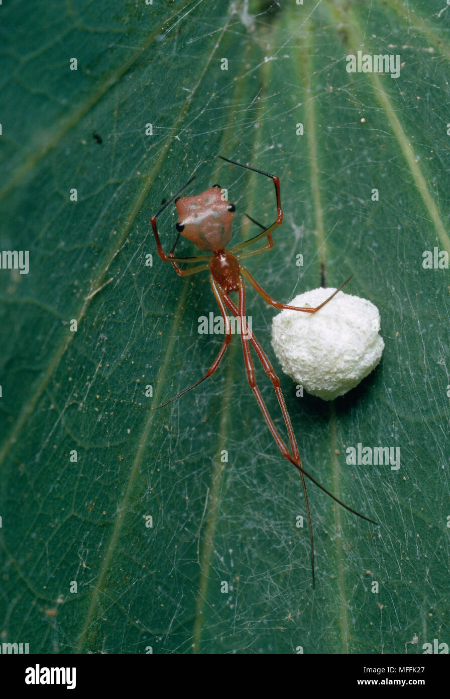 COMB-FOOTED SPIDER with egg cocoon attached to underside of leaf South ...