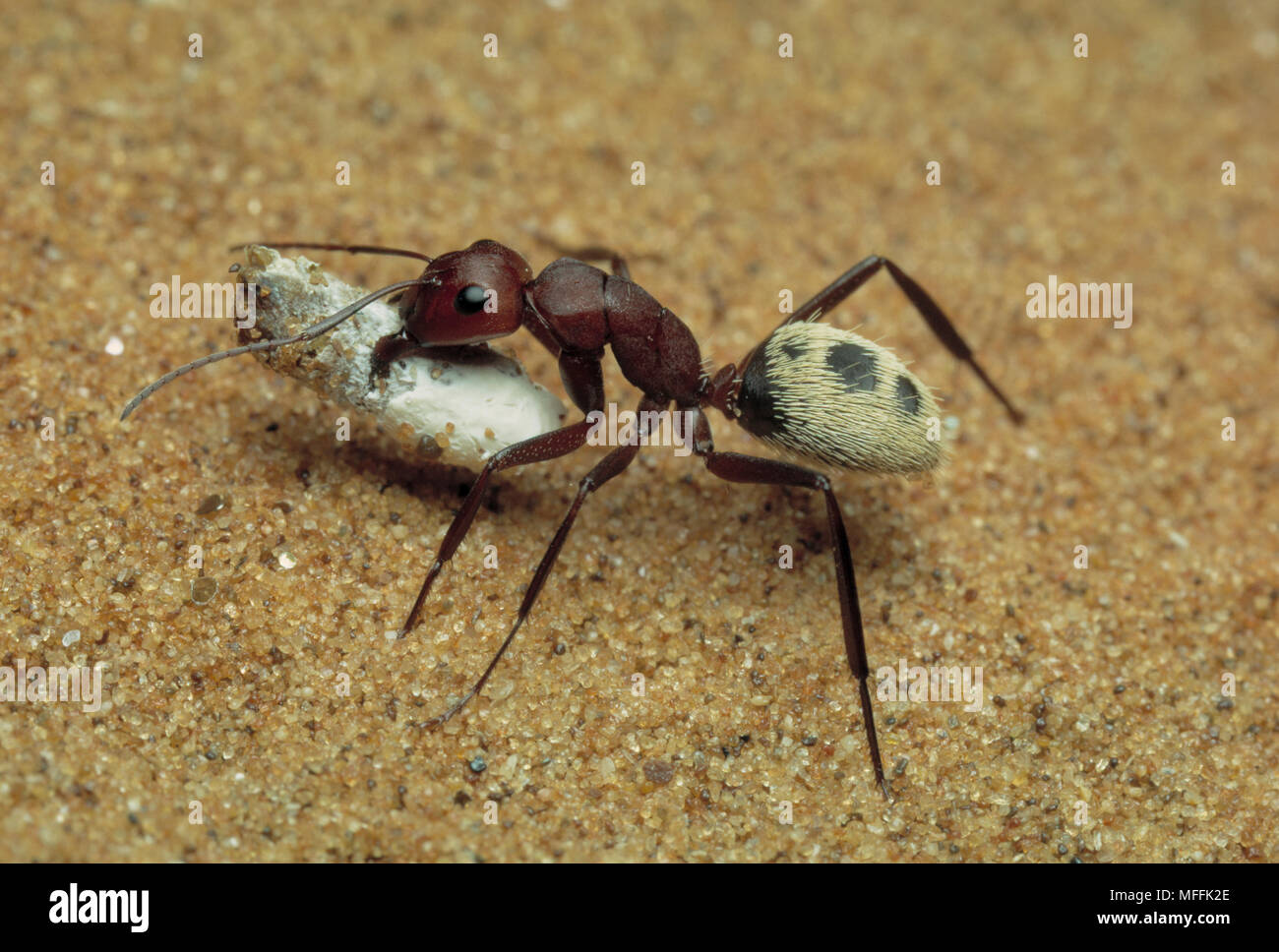 DESERT ANT Camponotus detritus carrying detritus, probably lizard ...