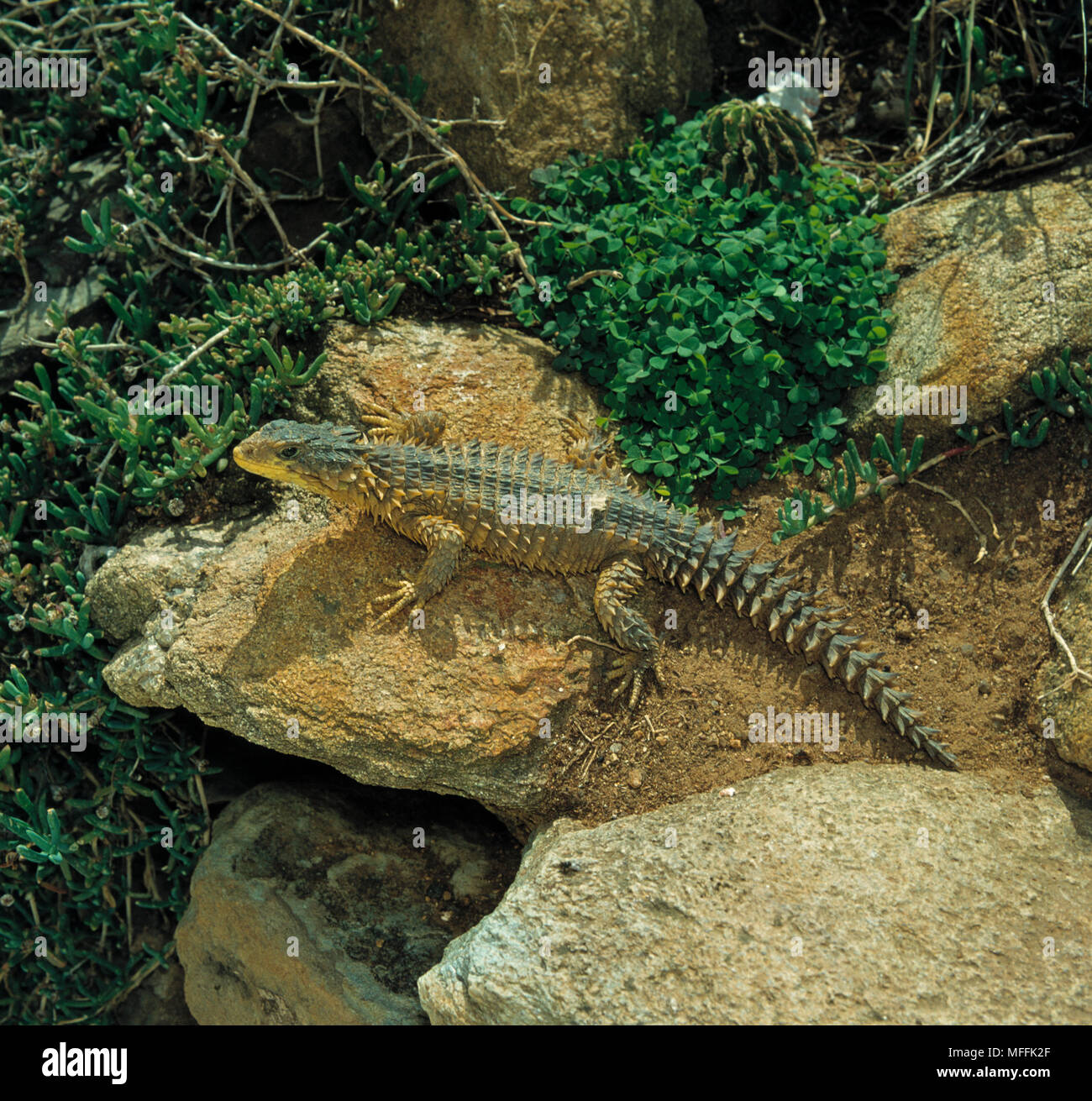 Sungazer lizard south africa hi-res stock photography and images - Alamy
