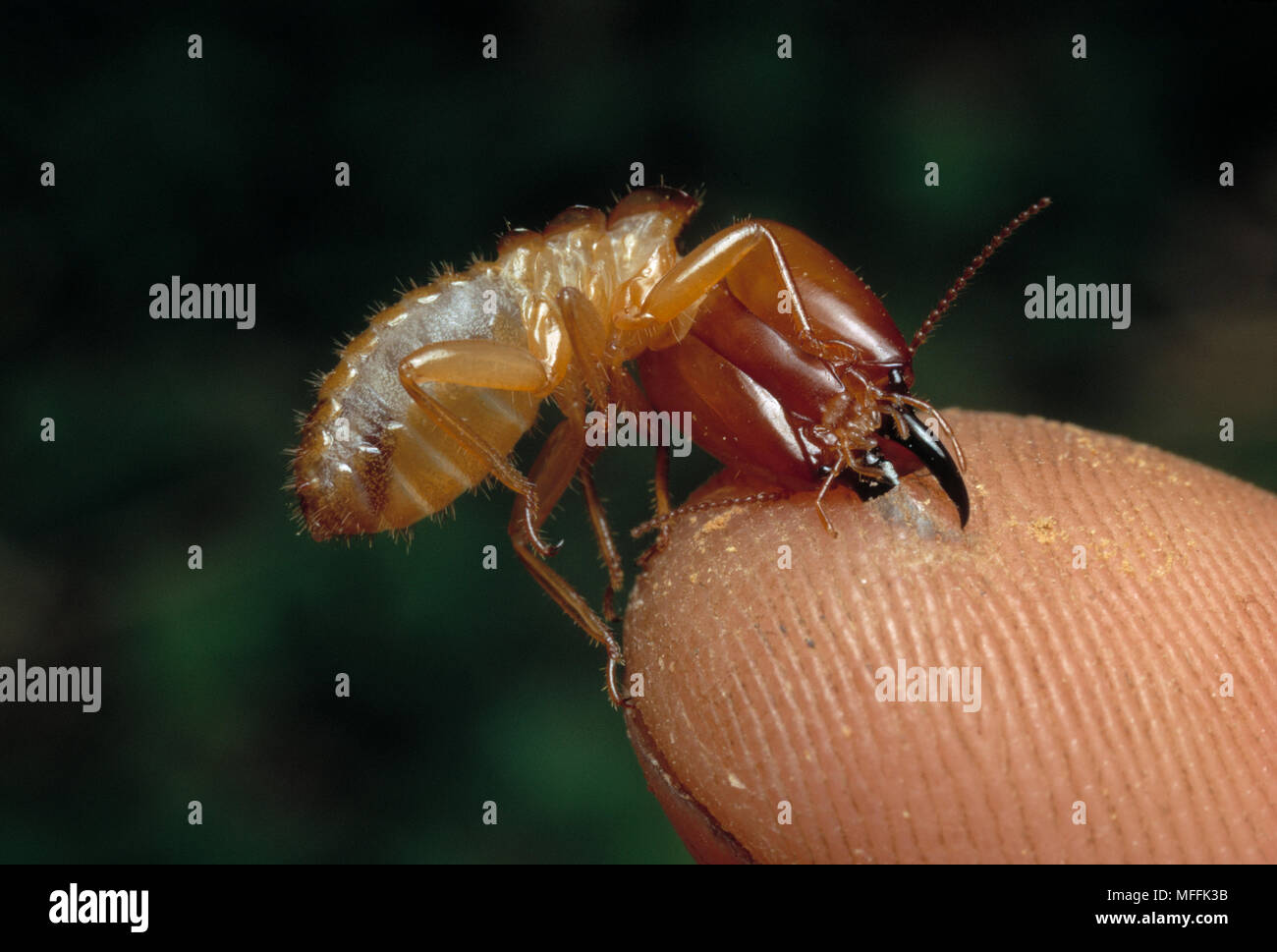 TERMITE Macrotermes michaelseni soldier biting man's hand South Africa ...