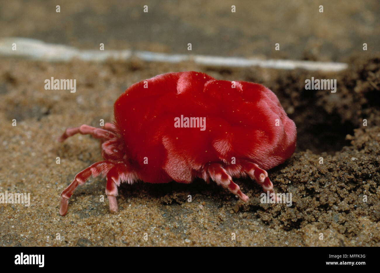 Red velvet mite hi-res stock photography and images - Alamy