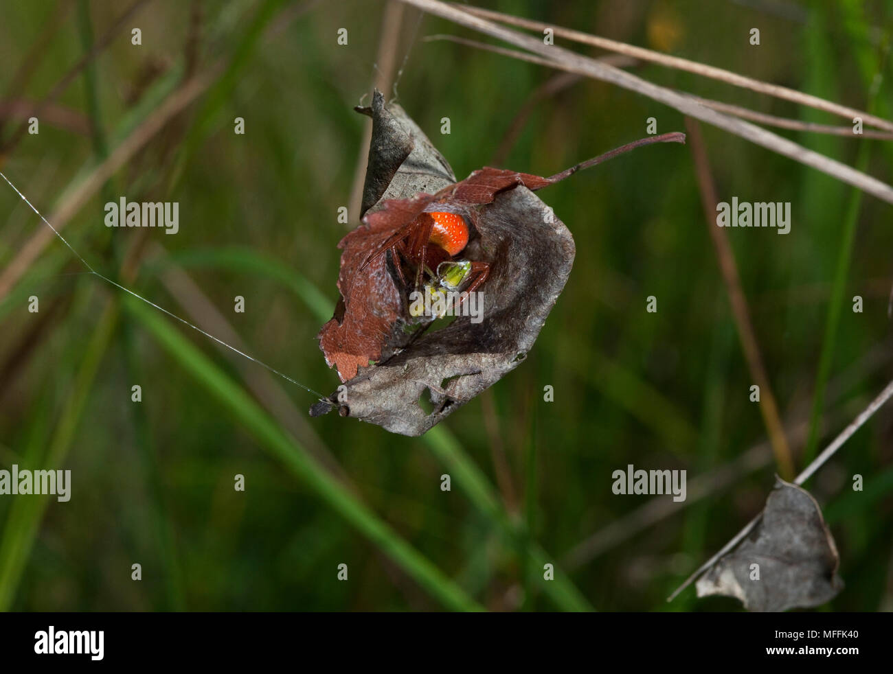 STRAWBERRY SPIDER (Araneus alsine) in retreat with grasshopper. Rare ...