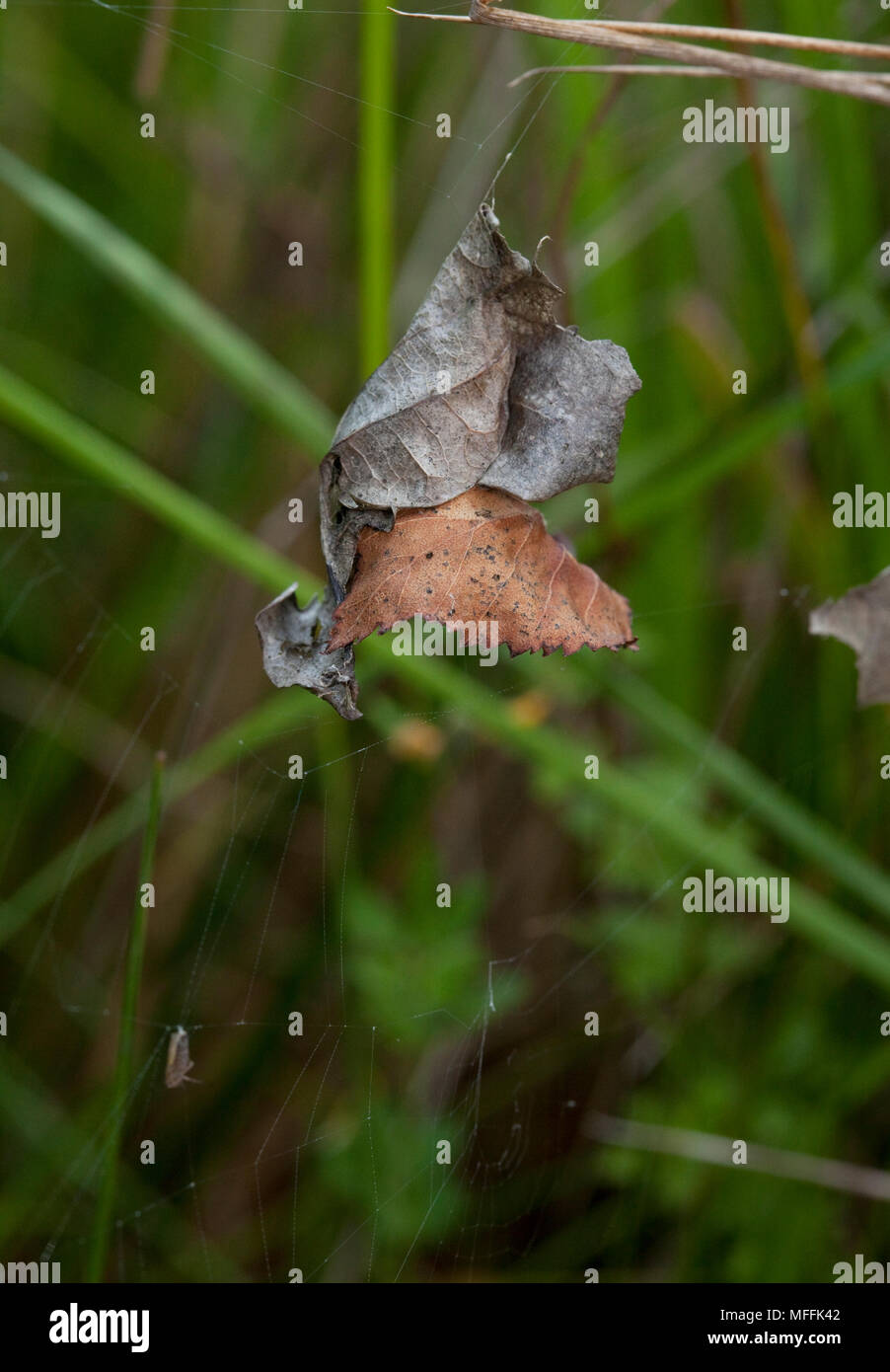 STRAWBERRY SPIDER (Araneus alsine) in retreat. Rare species Stock Photo ...