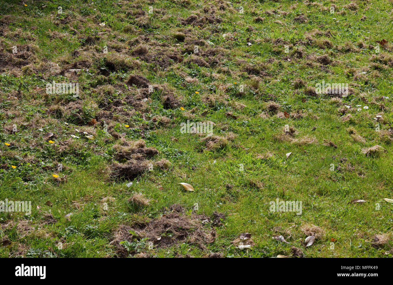 Badger damage to Lawn, UK Stock Photo - Alamy