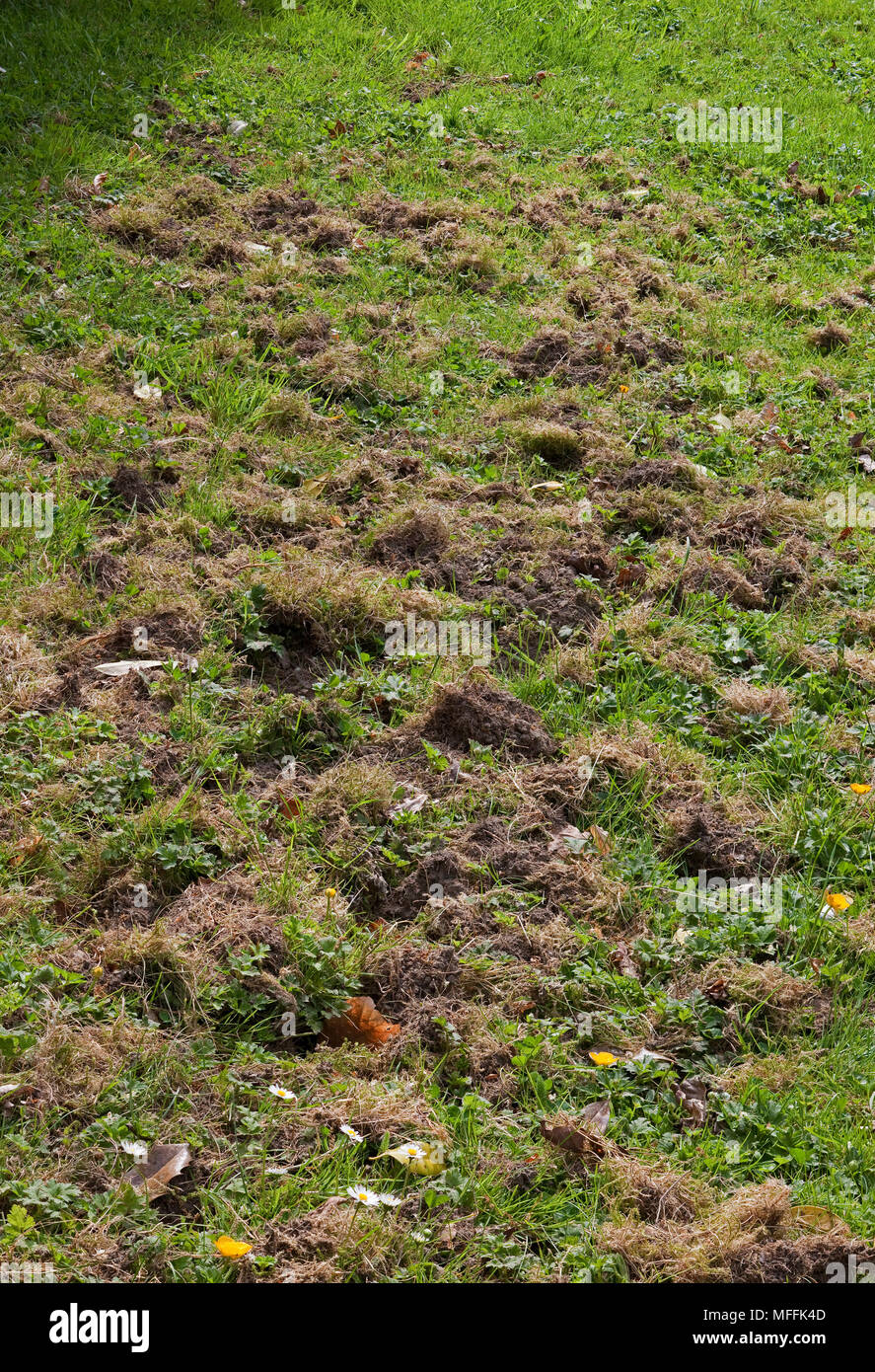 Badger damage to Lawn, UK Stock Photo - Alamy