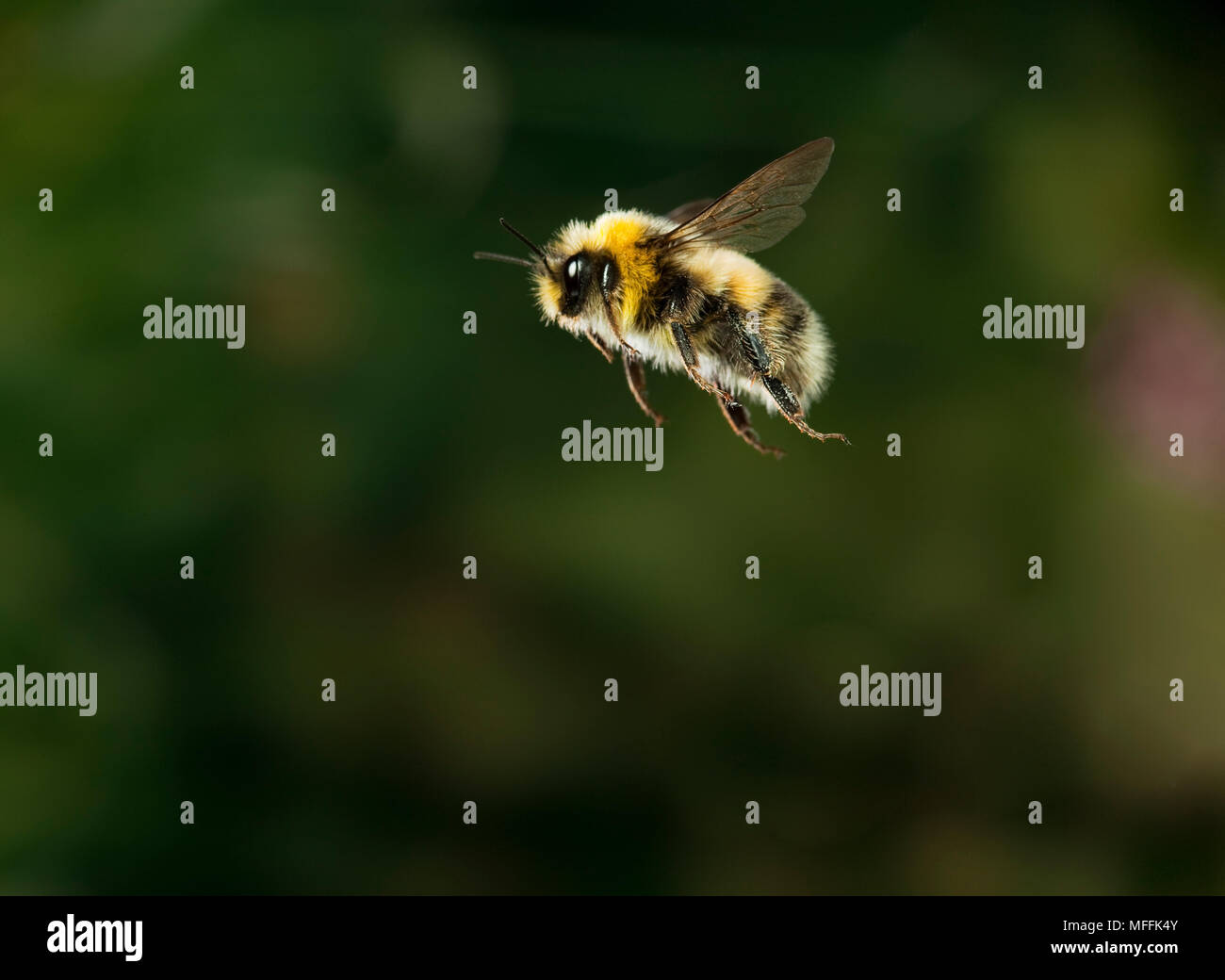 Bumblebees in flight hi-res stock photography and images - Alamy