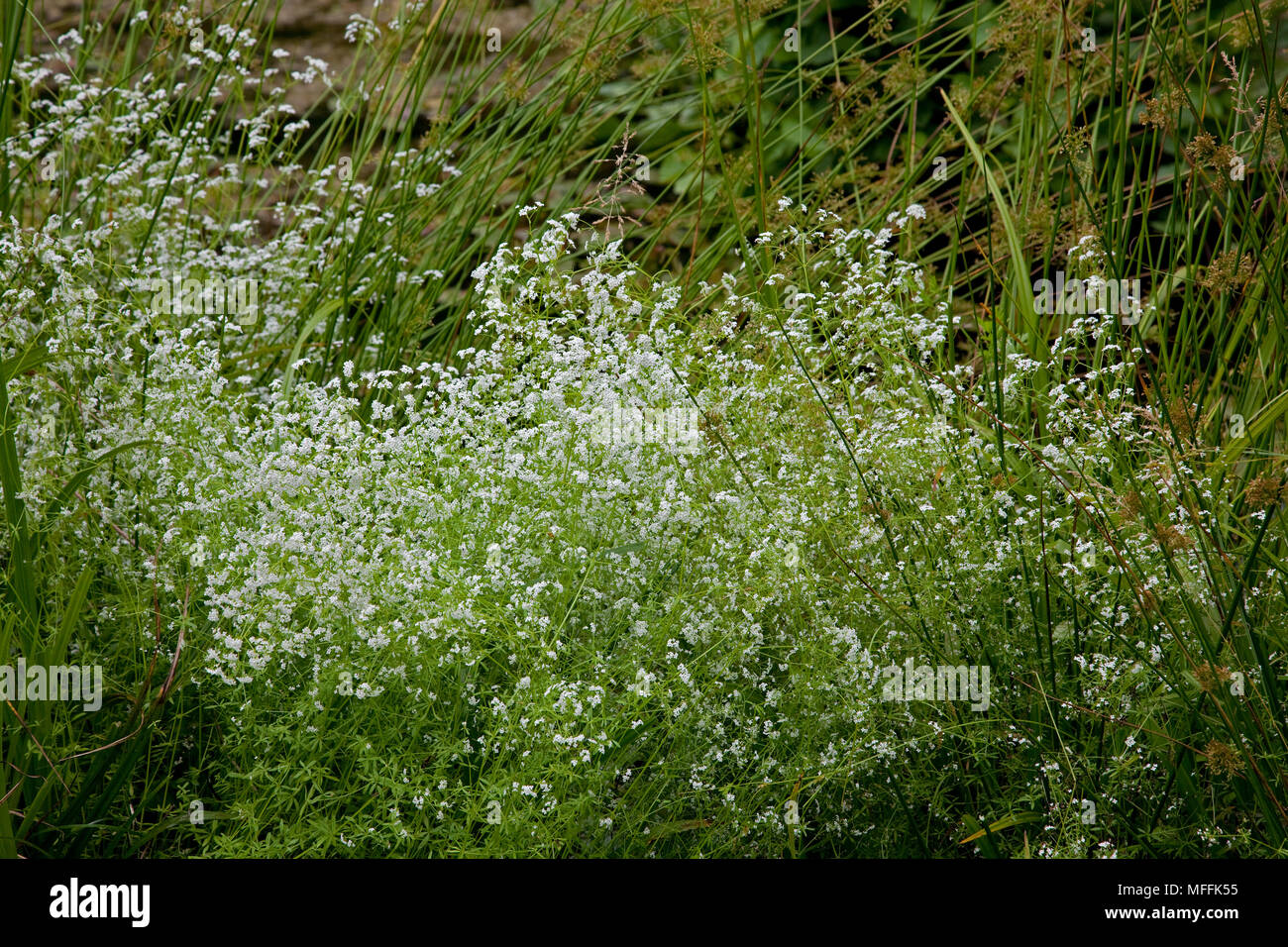 COMMON BEDSTRAW (Galium palustre Stock Photo - Alamy