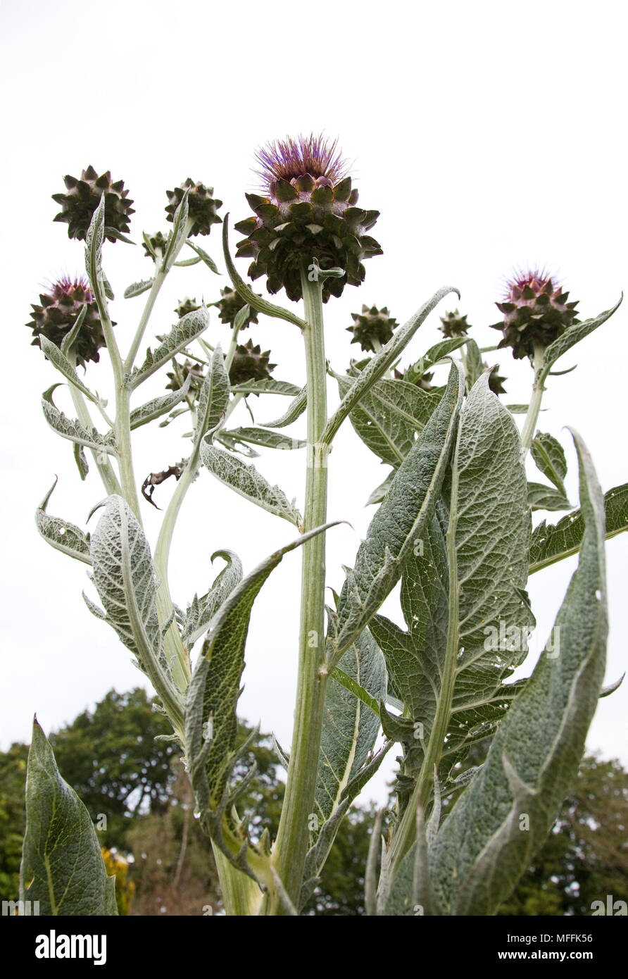 Cynara sp hi-res stock photography and images - Alamy